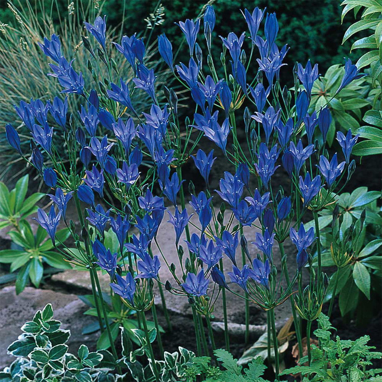 Triteleia Queen Fabiola | Parkers Wholesale