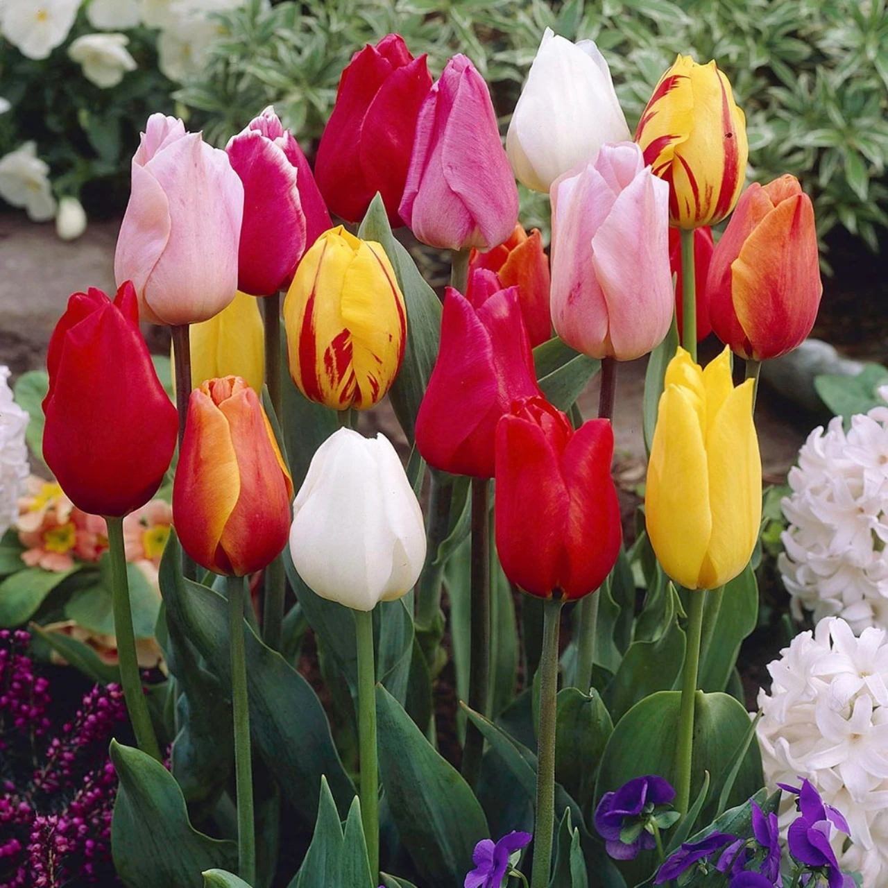 Buy premium quality Single Early Tulips Mixed 10/12cm from Dutch Bulbs