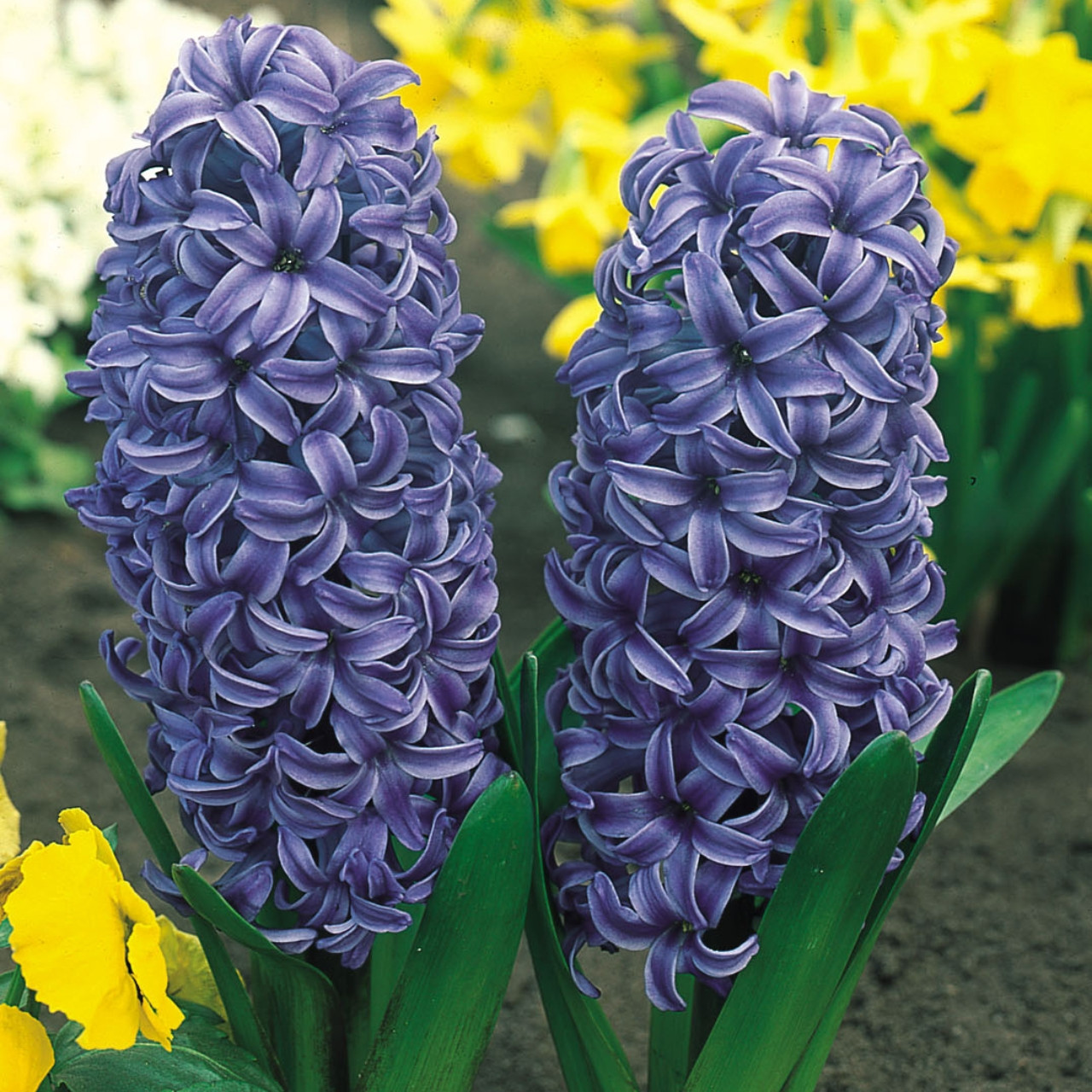 Hyacinth Blue Jacket 14-15cm - J Parker Dutch Bulbs (Wholesale) Ltd. (B2B)