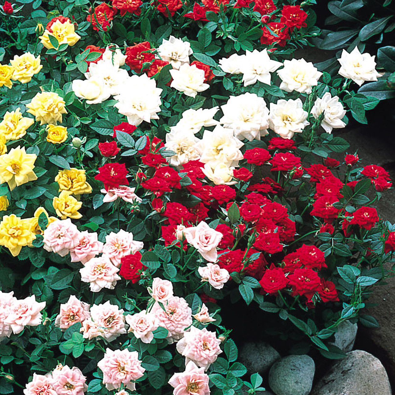 Rose Red Sunblaze - J Parker Dutch Bulbs (Wholesale) Ltd. (B2B)