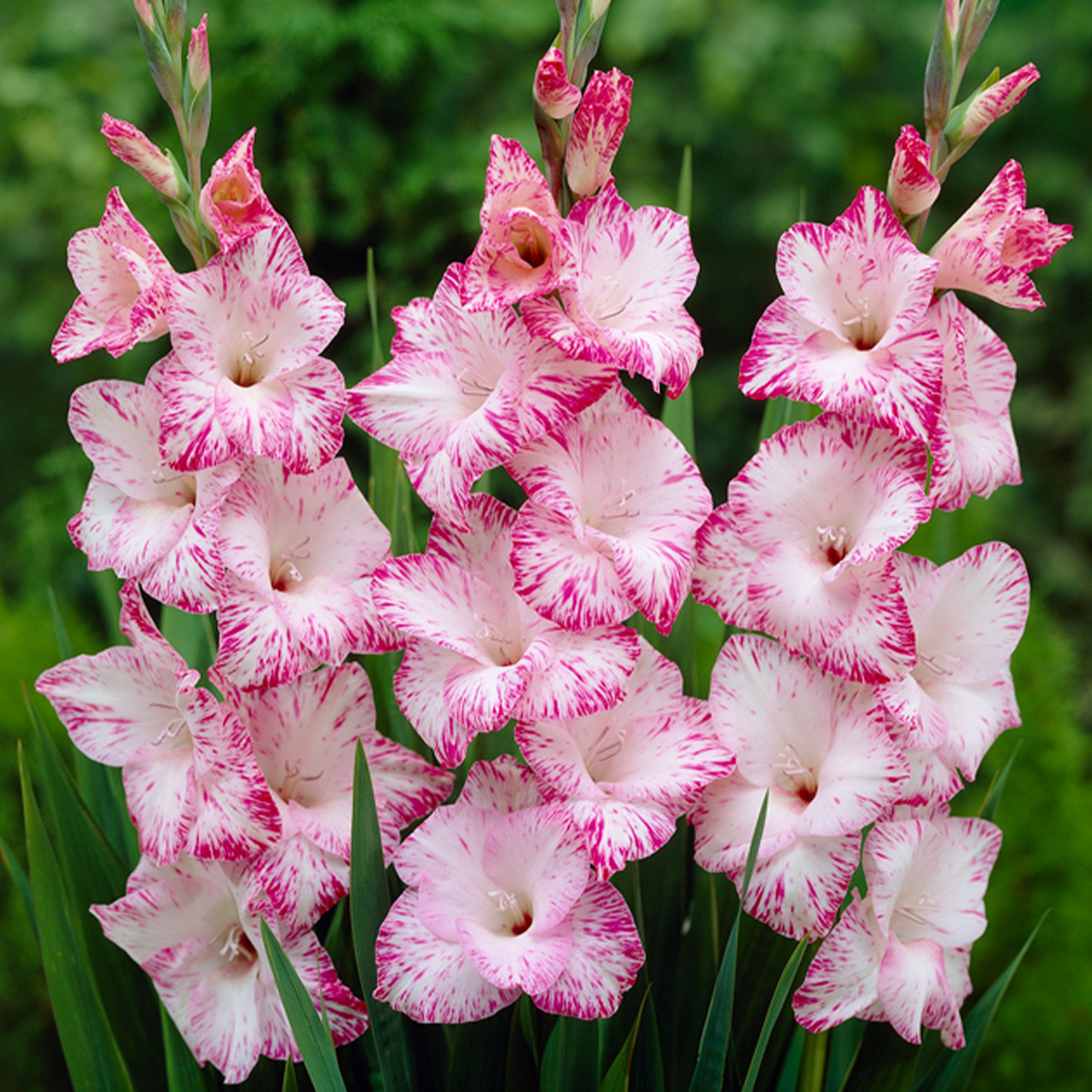 Gladioli My Love - J Parker Dutch Bulbs (Wholesale) Ltd. (B2B)