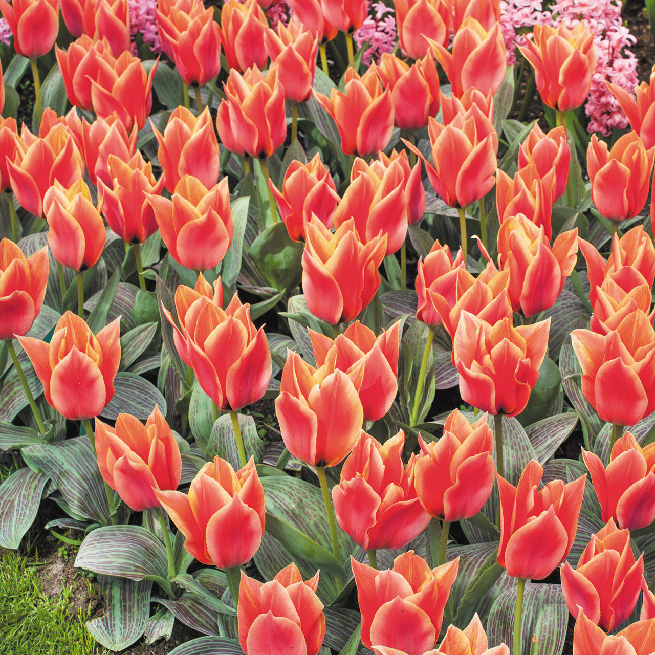 Tulip Calypso 11-12cm - J Parker Dutch Bulbs (Wholesale) Ltd. (B2B)