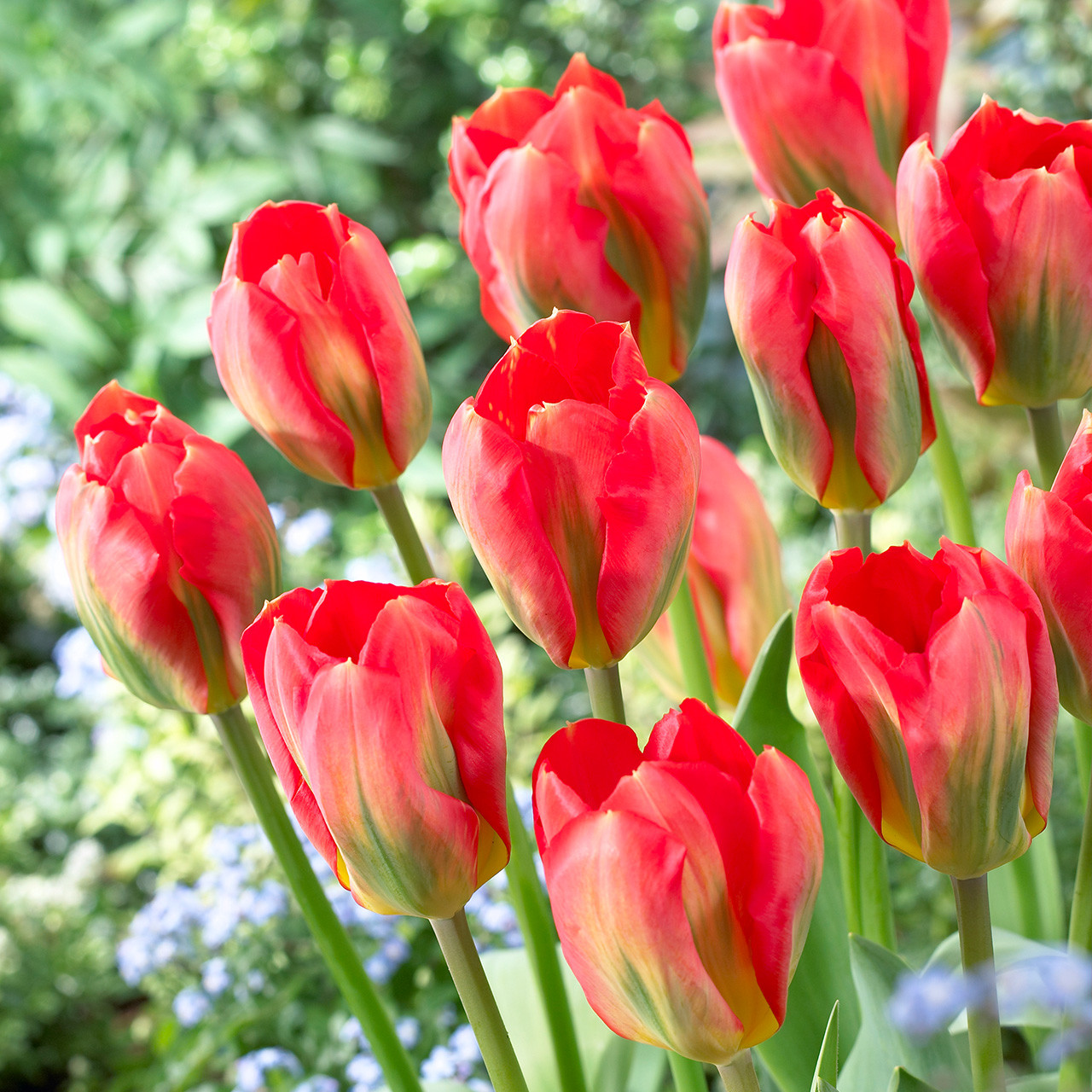 Buy premium quality Tulip Red Alert 10/12cm from Dutch Bulbs