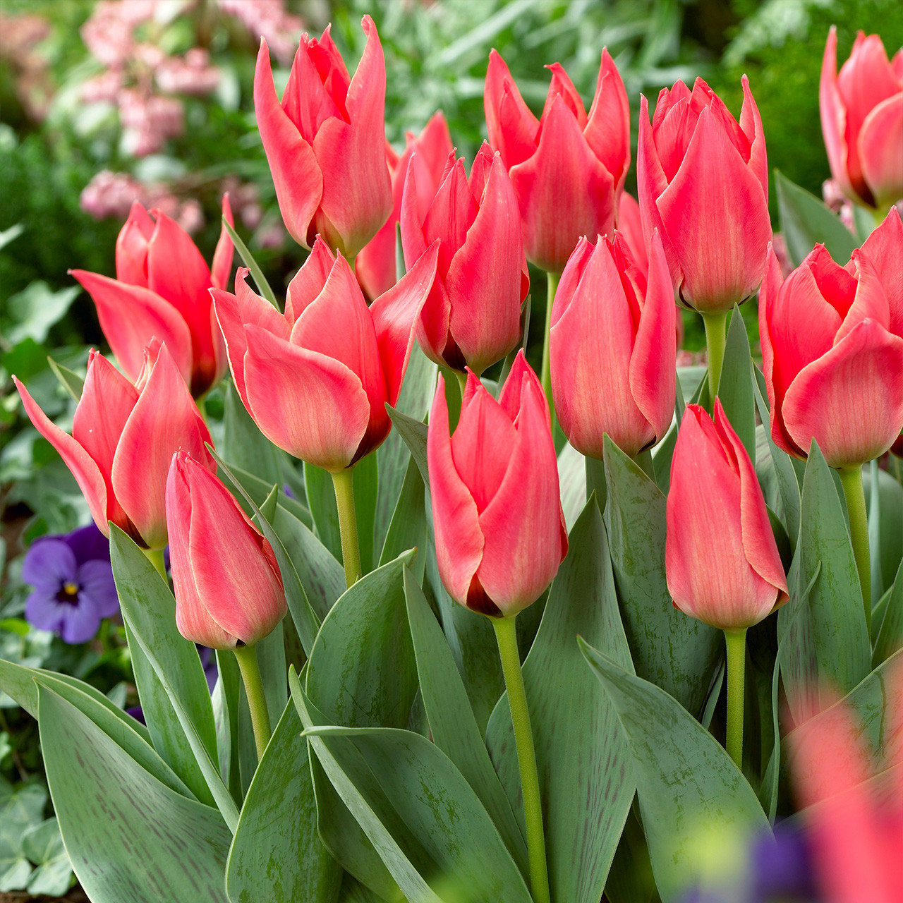 Buy premium quality Tulip Adele Duttweiler 10/12cm from Dutch Bulbs