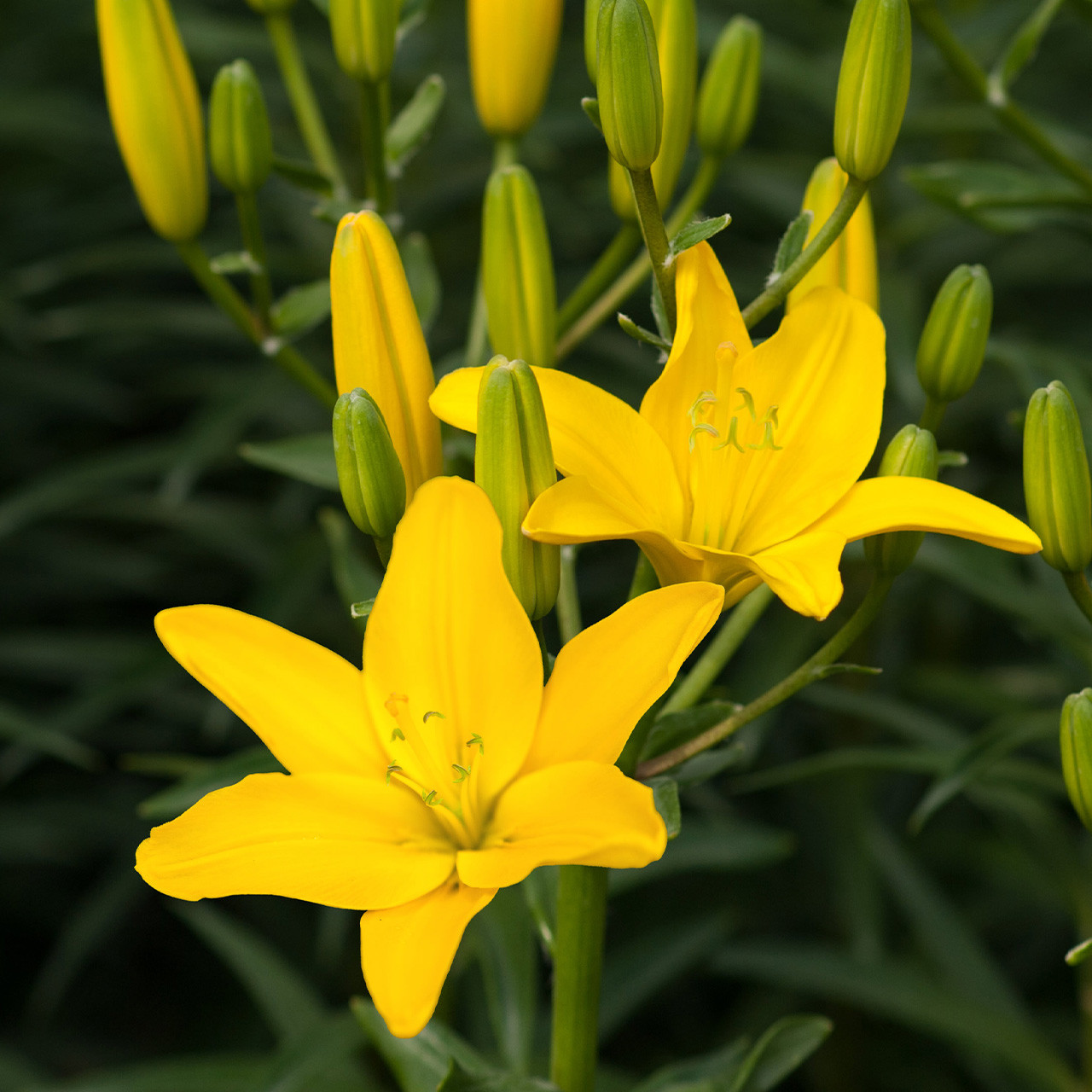 Lilium Easy Sun - J Parker Dutch Bulbs (Wholesale) Ltd. (B2B)