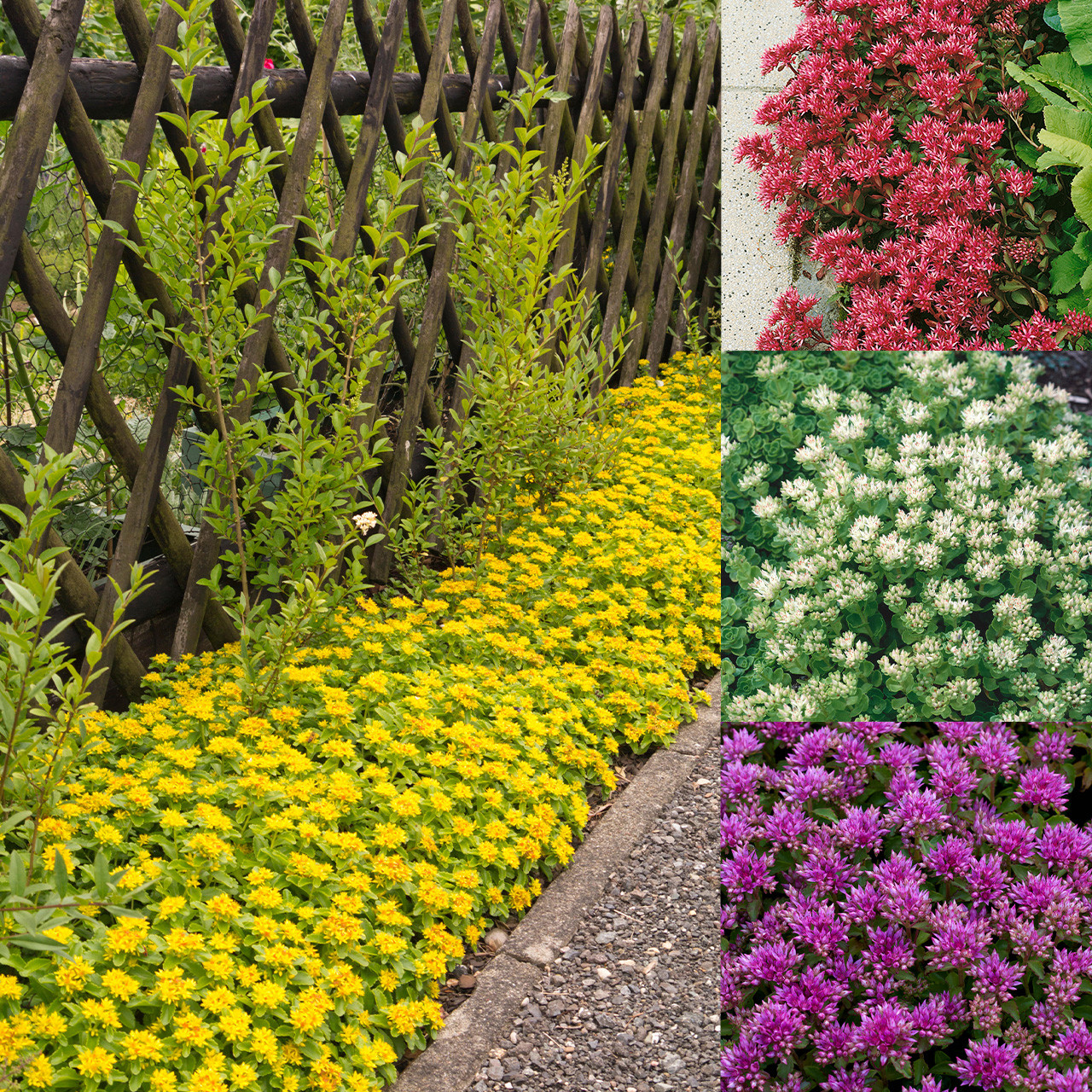 Shop Sedum Ground Cover Mixed | J. Parker's Wholesale