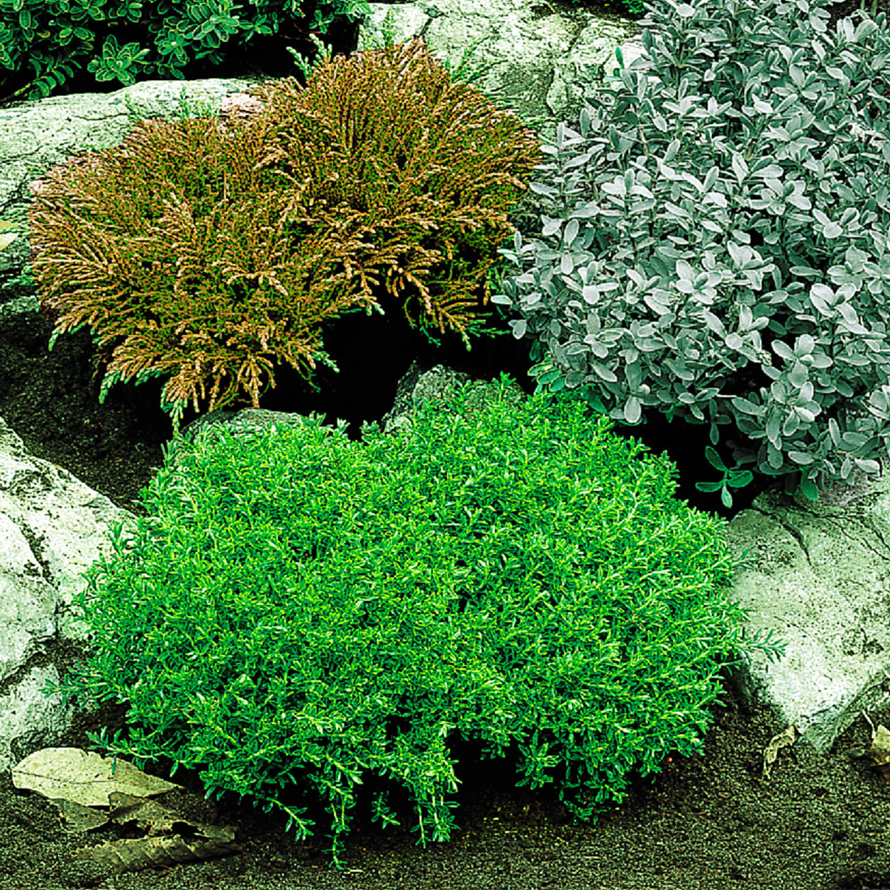 Shop Hebe 'Emerald Gem' | Dutch Bulbs