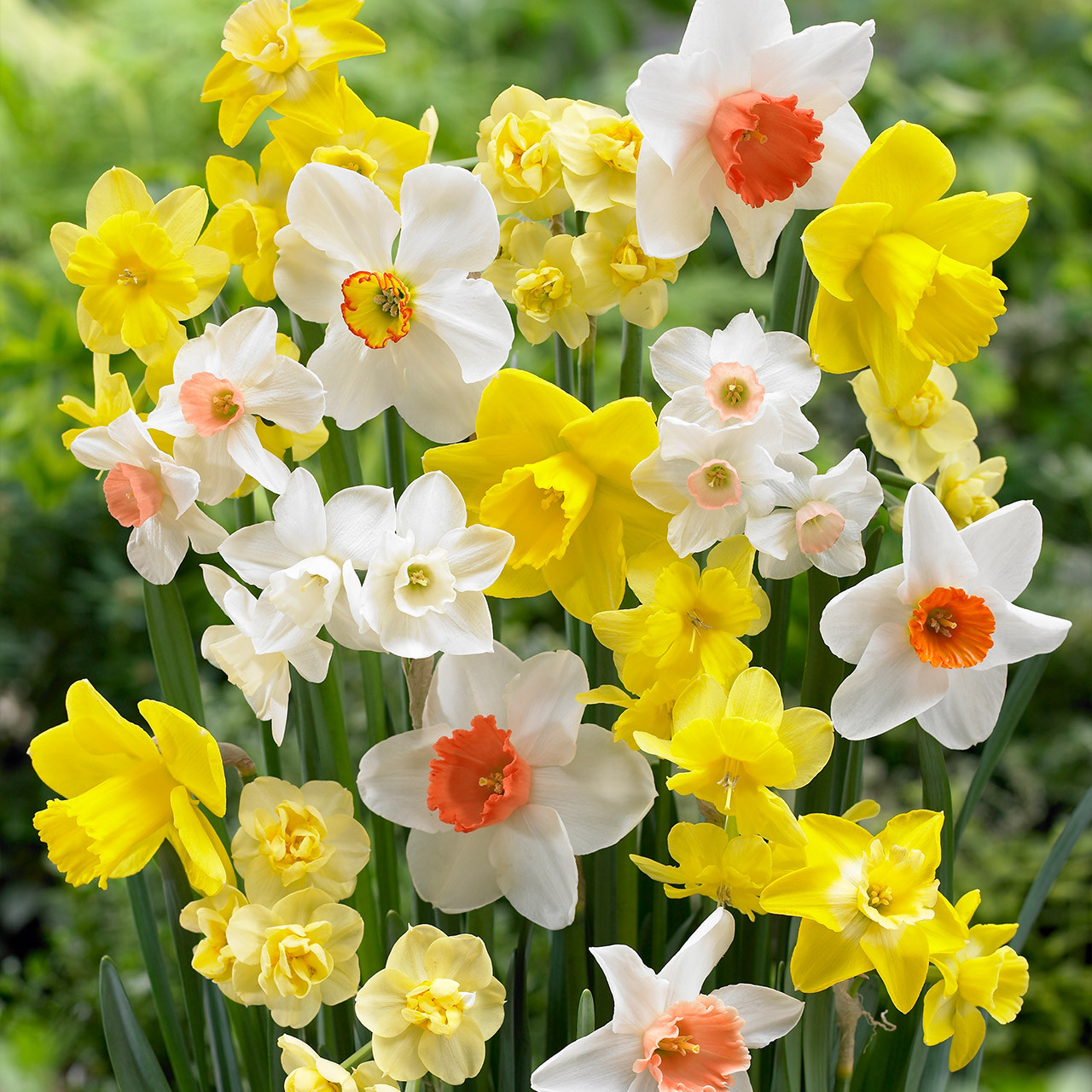 Buy premium-quality Fragrant Narcissus Mixed from Dutch Bulbs