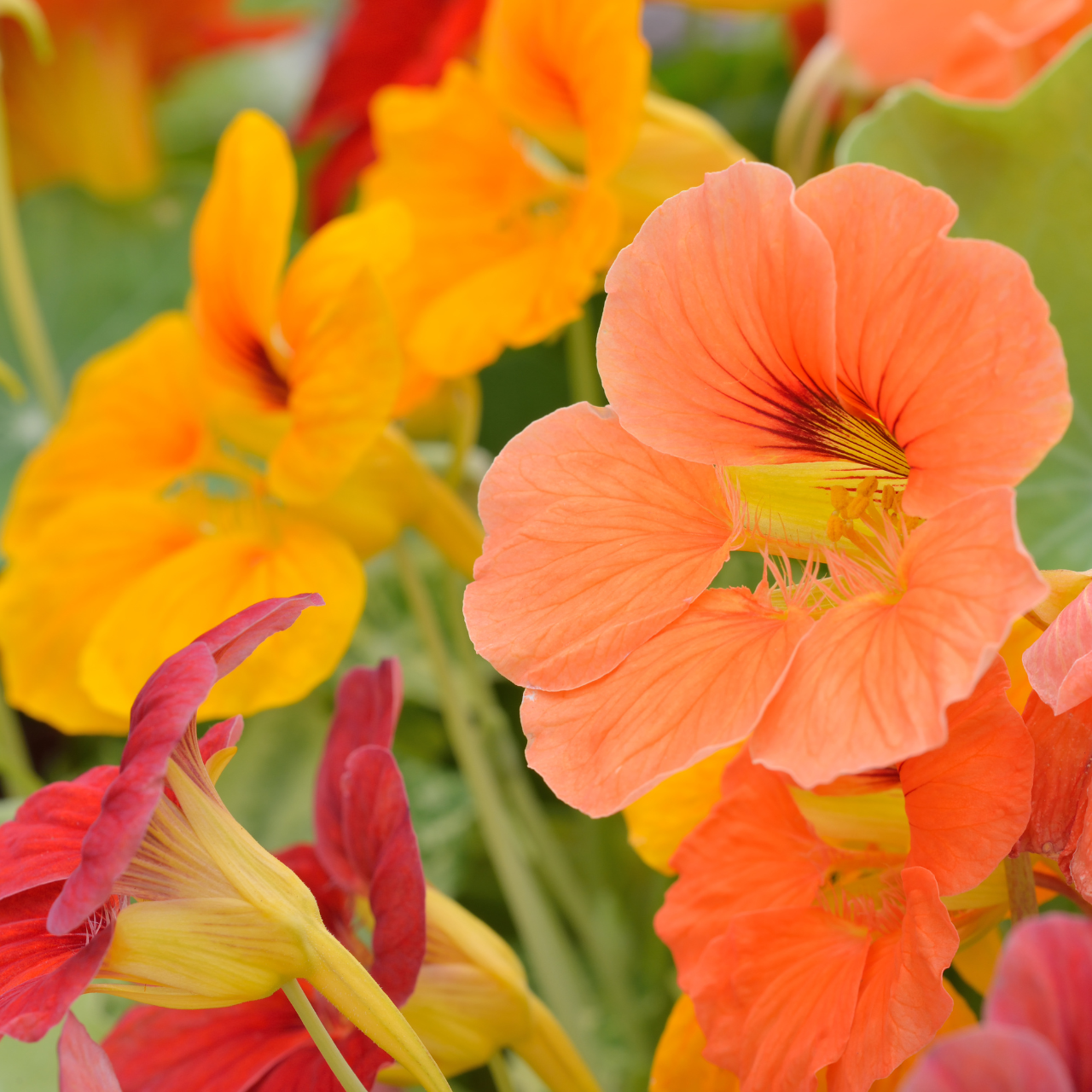 Shop top quality Nasturtium Gleam Hybids Mix seeds from Dutch Bulbs