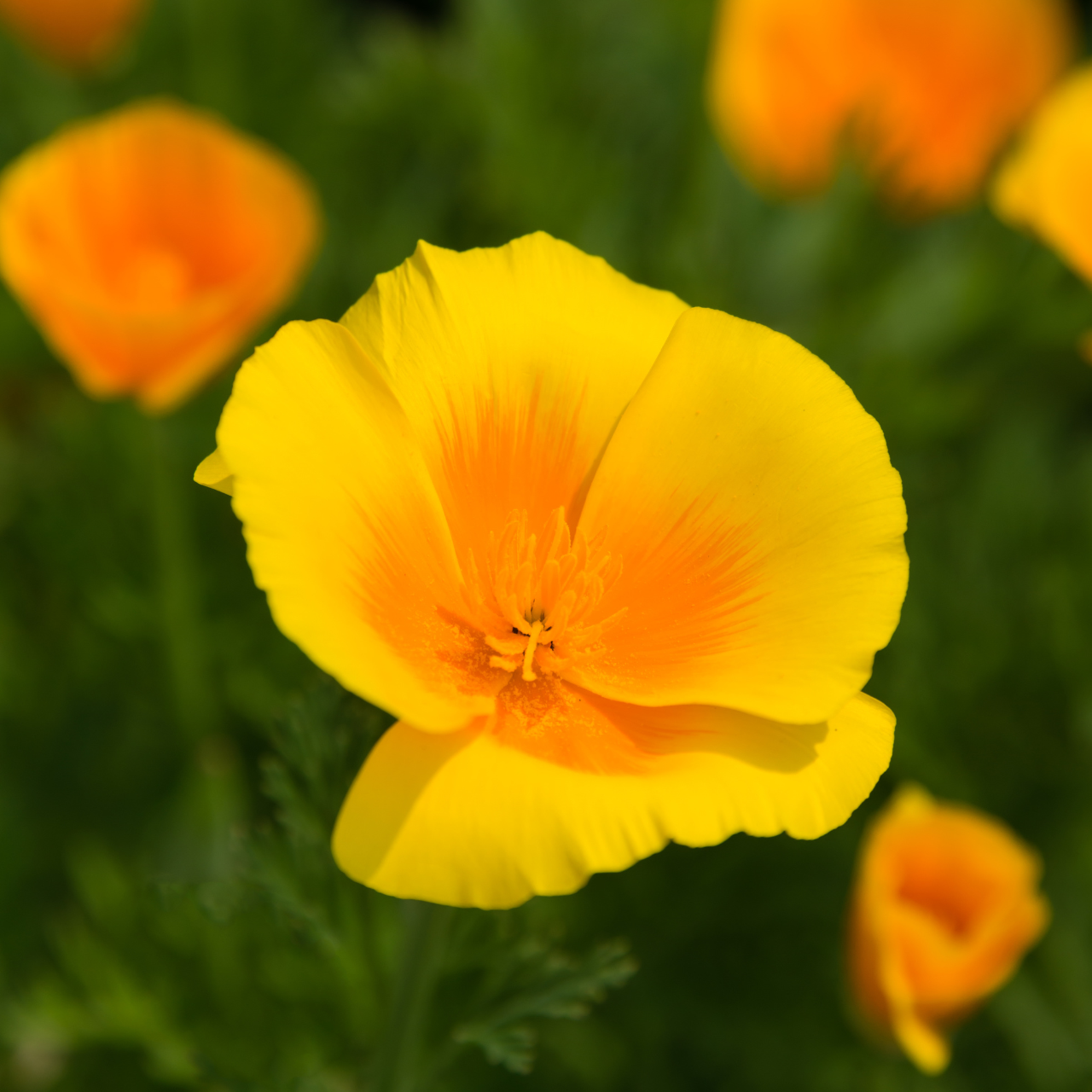 Shop top quality California Poppy 'Golden West' seeds from Dutch Bulbs