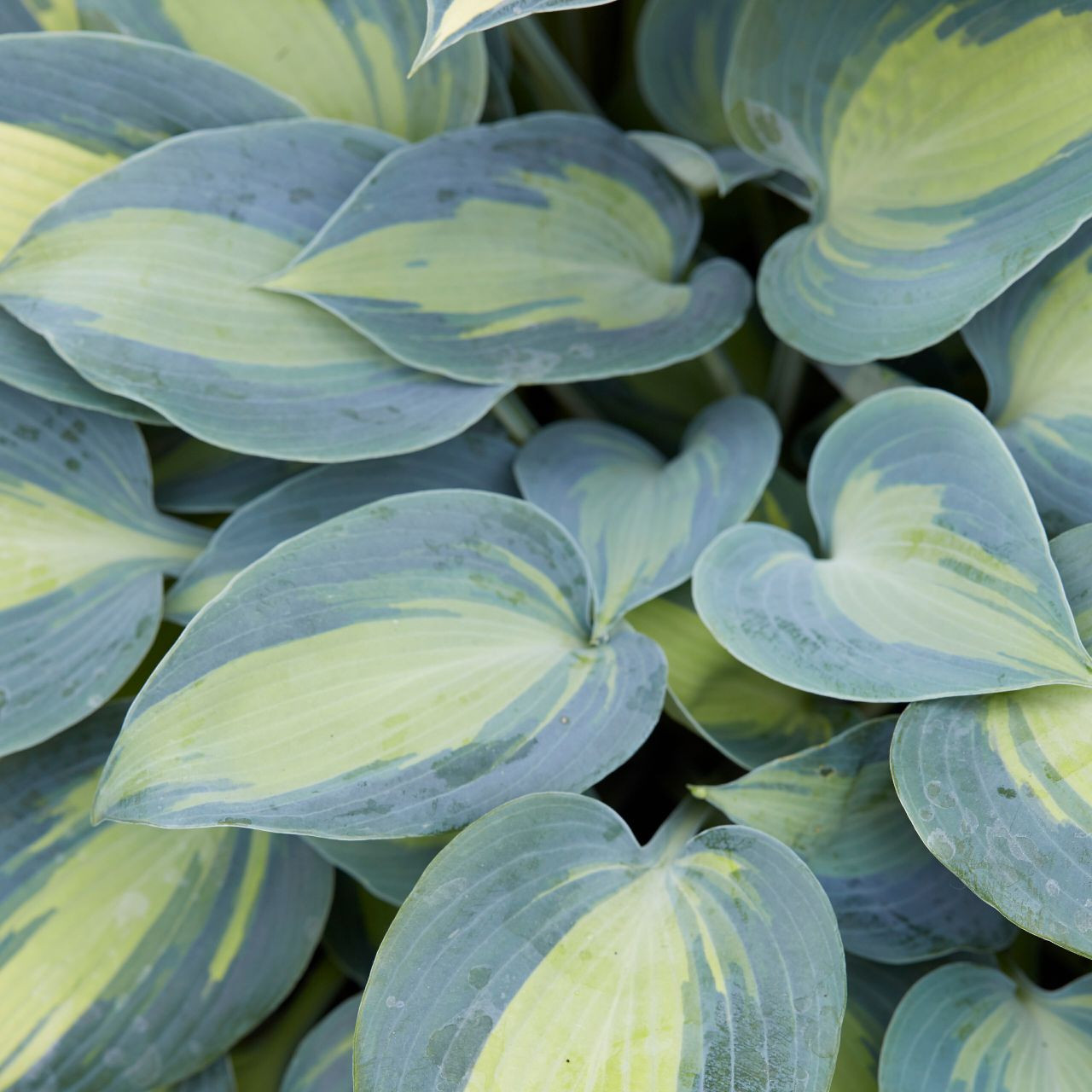 Buy premium-quality Hosta Catherine from Dutch Bulbs