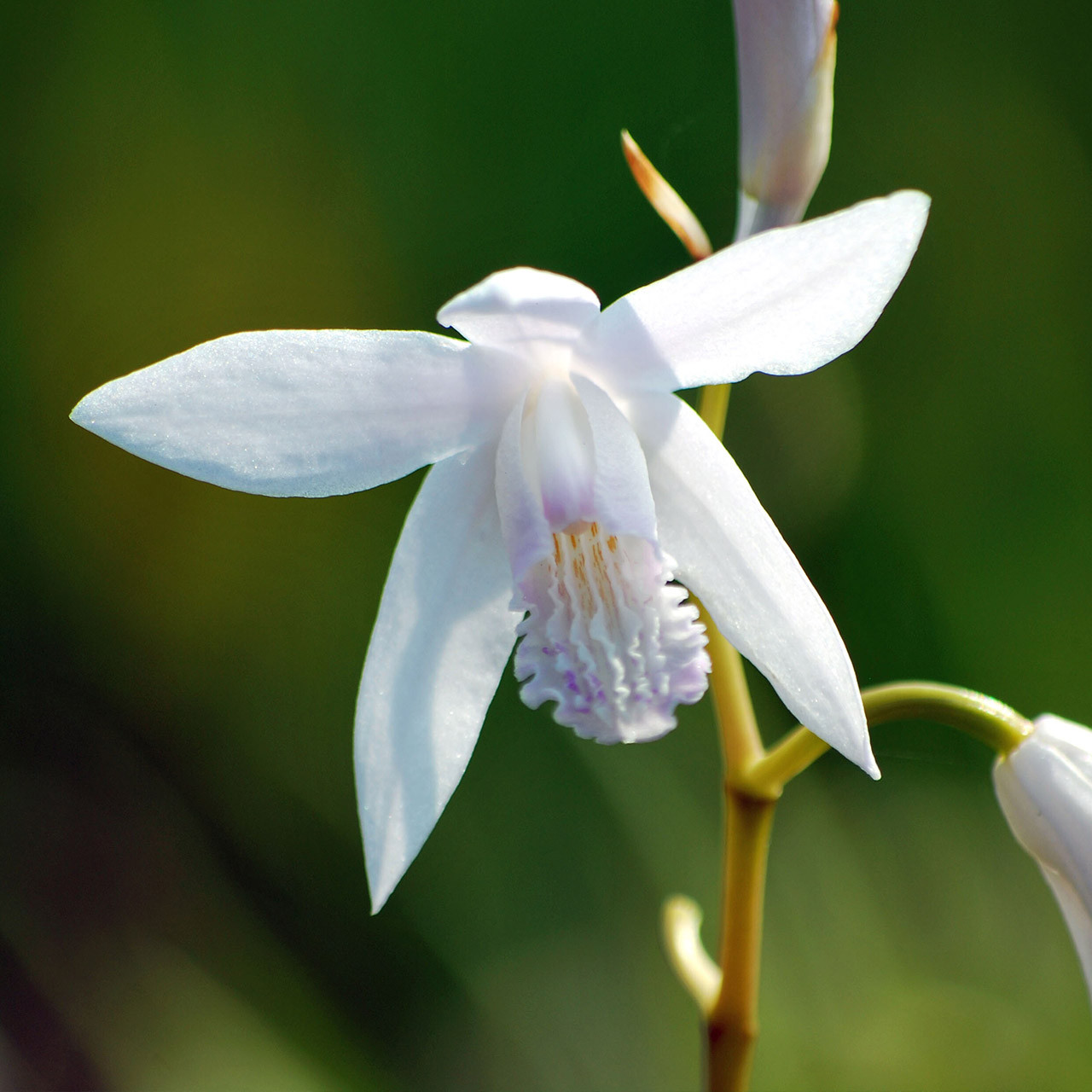 Buy premium-quality Bletilla striata 'Alba' - CITES from Dutch Bulbs