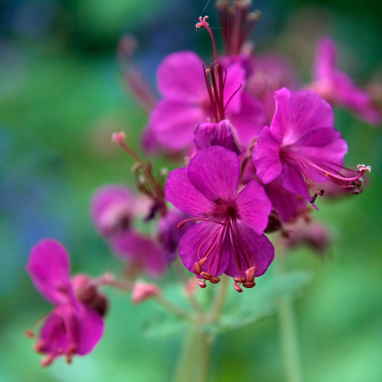 Buy premium-quality Geranium macr. Bevans Variety from Dutch Bulbs