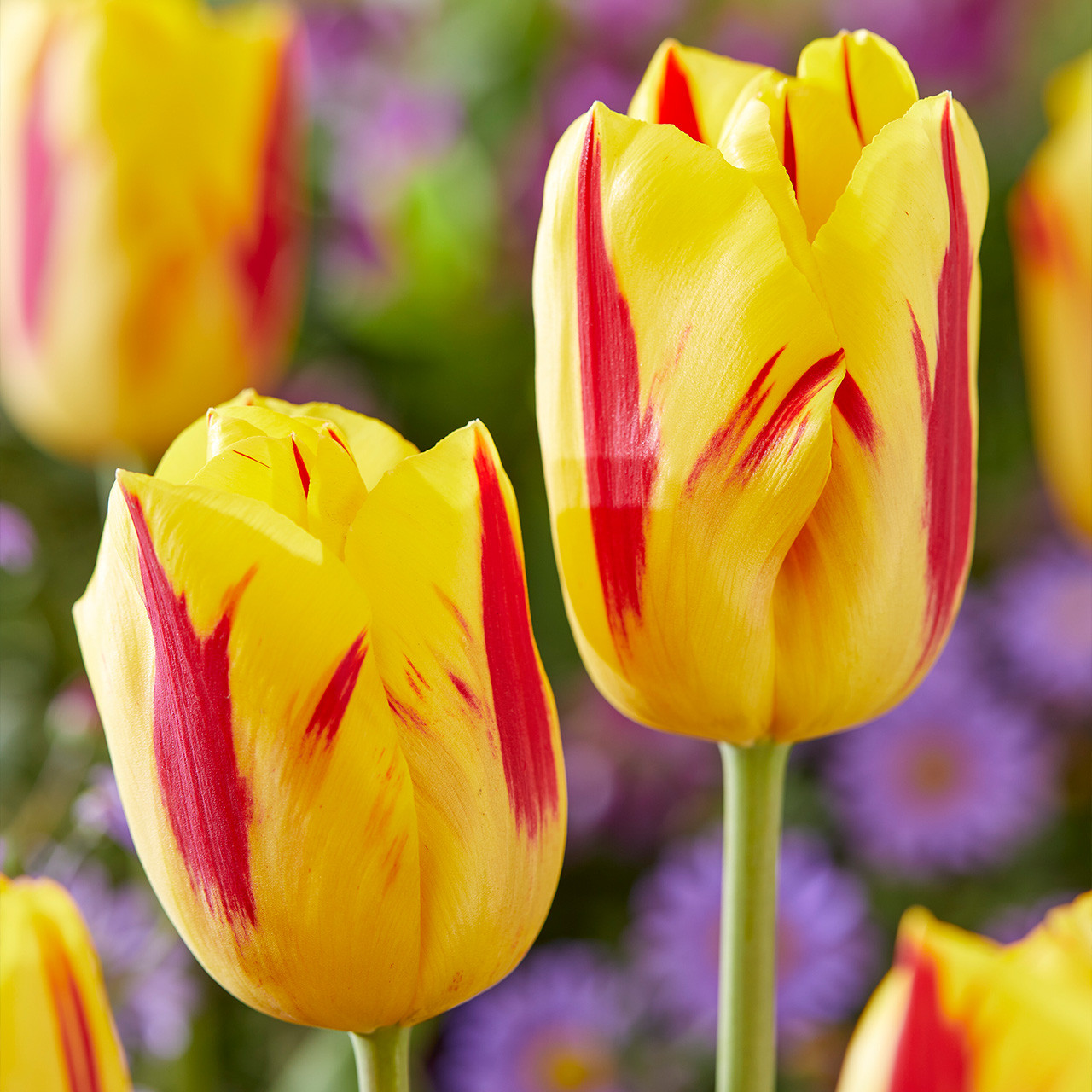 Buy premium-quality Tulip Washington from Dutch Bulbs