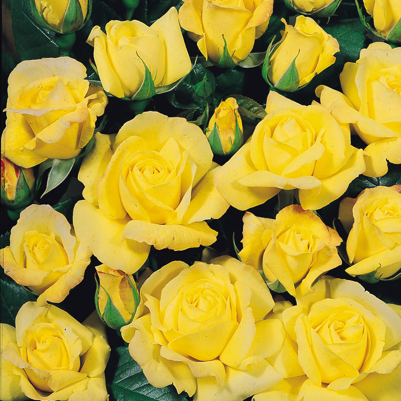 Buy premium-quality Rose Chinatown Hedging from Dutch Bulbs
