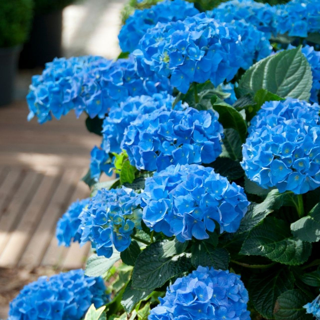 Buy premium-quality Hydrangea Blue Prince from Dutch Bulbs