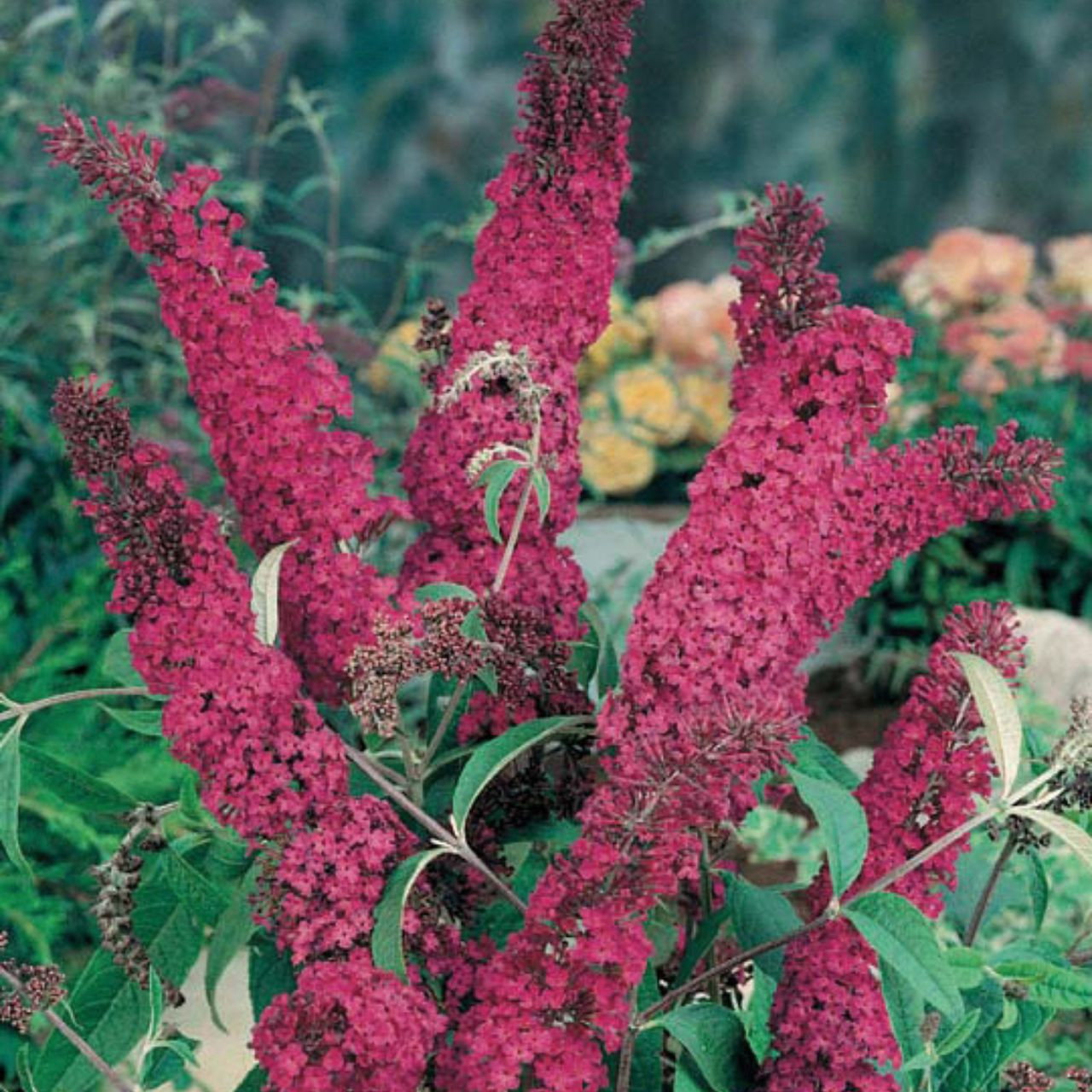 Buy premium-quality Buddleia d. 'Royal Red' from Dutch Bulbs