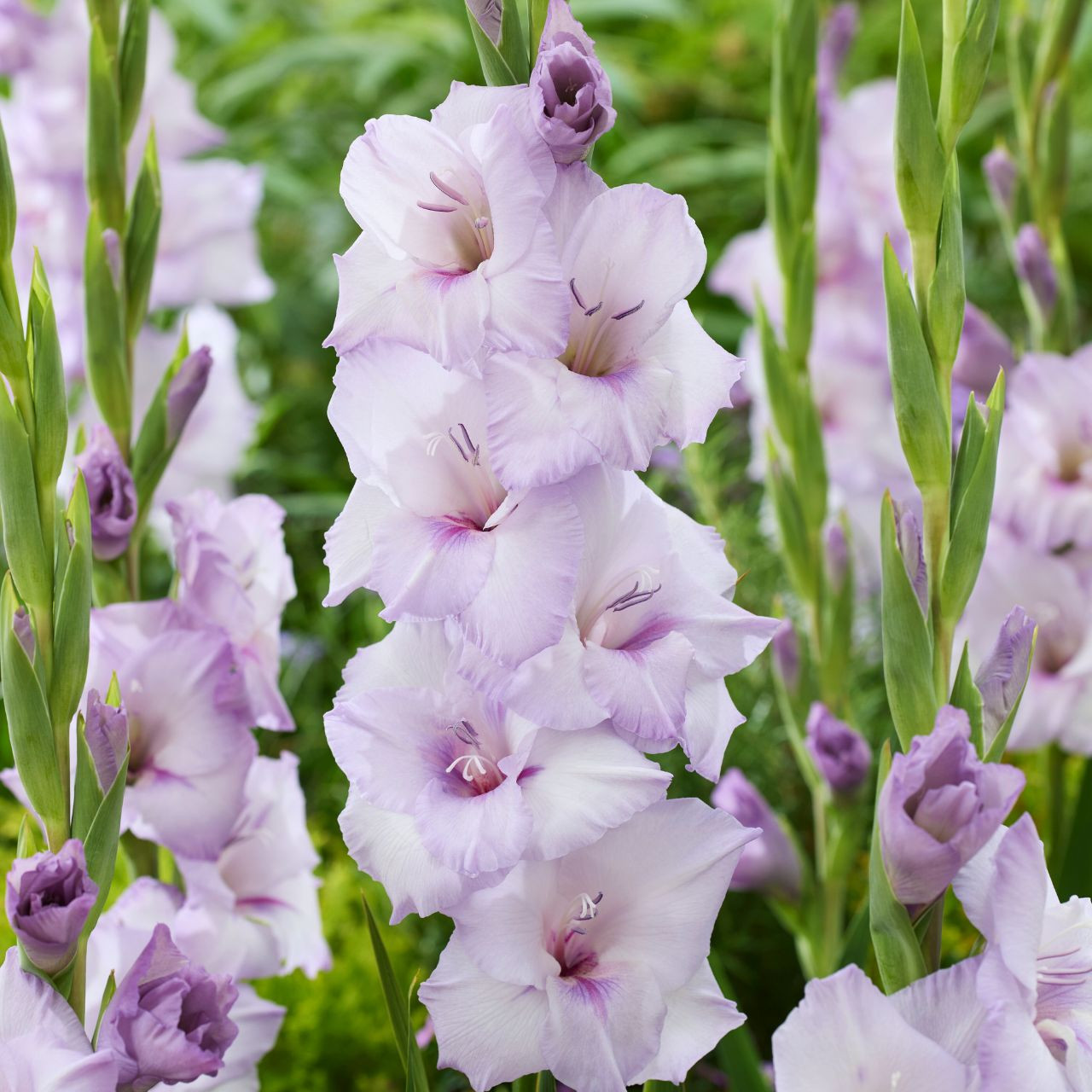 Buy premium-quality Gladioli 'Blue Tropic' from Dutch Bulbs