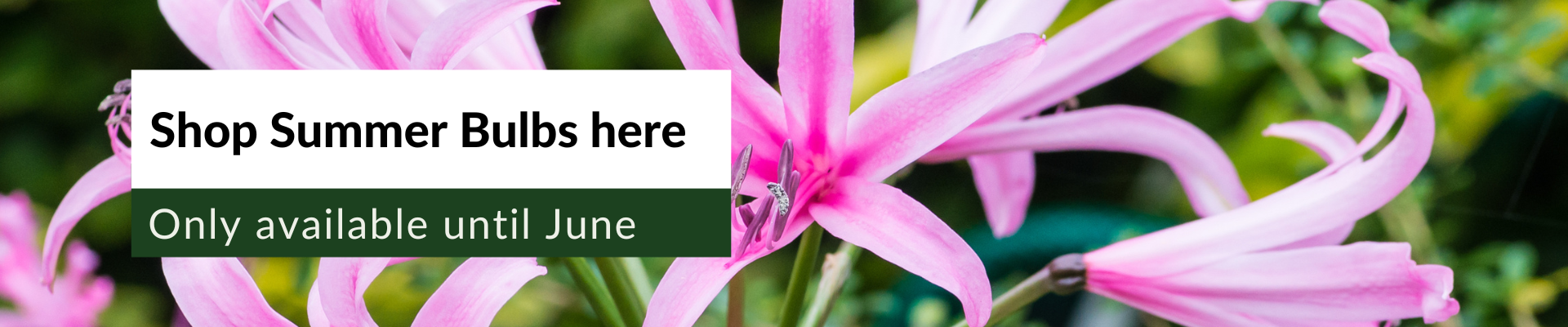 Shop All Summer Bulbs | Dutch Bulbs