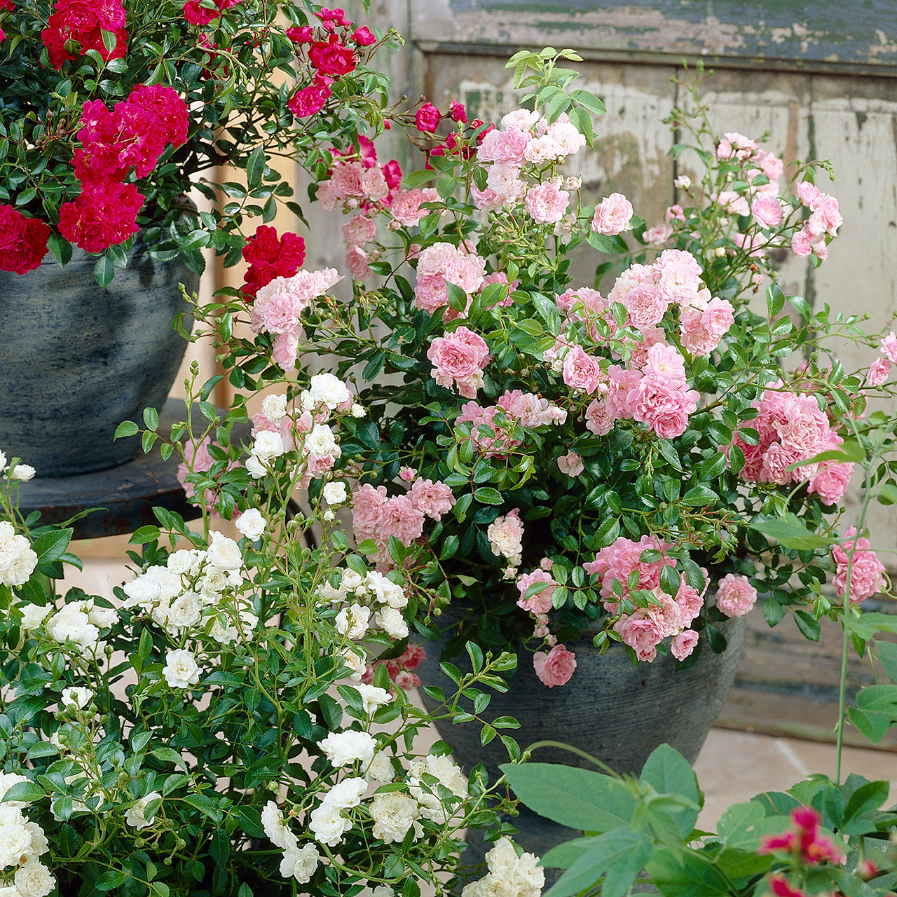 Rose The Fairy Pink | Parkers Wholesale