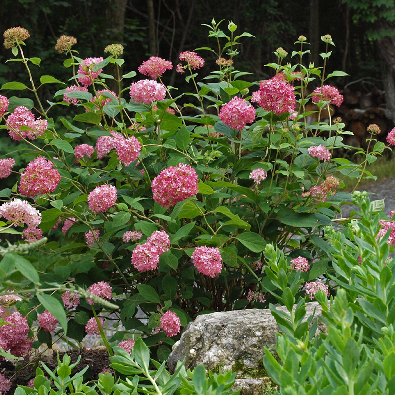 Hydrangea arborescens Invincibelle Spirit | Parkers Wholesale