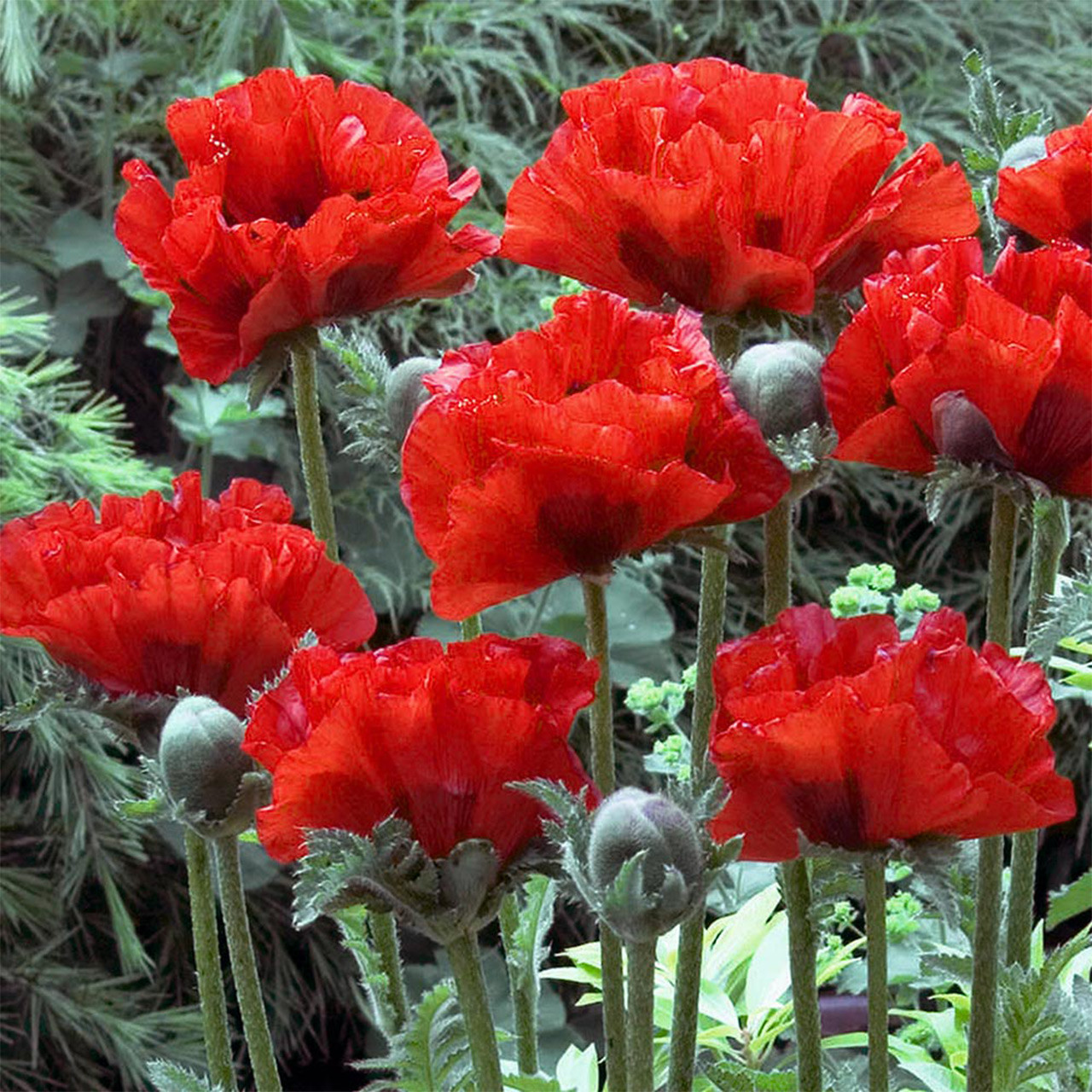 Papaver Giant King Kong | Parkers Wholesale