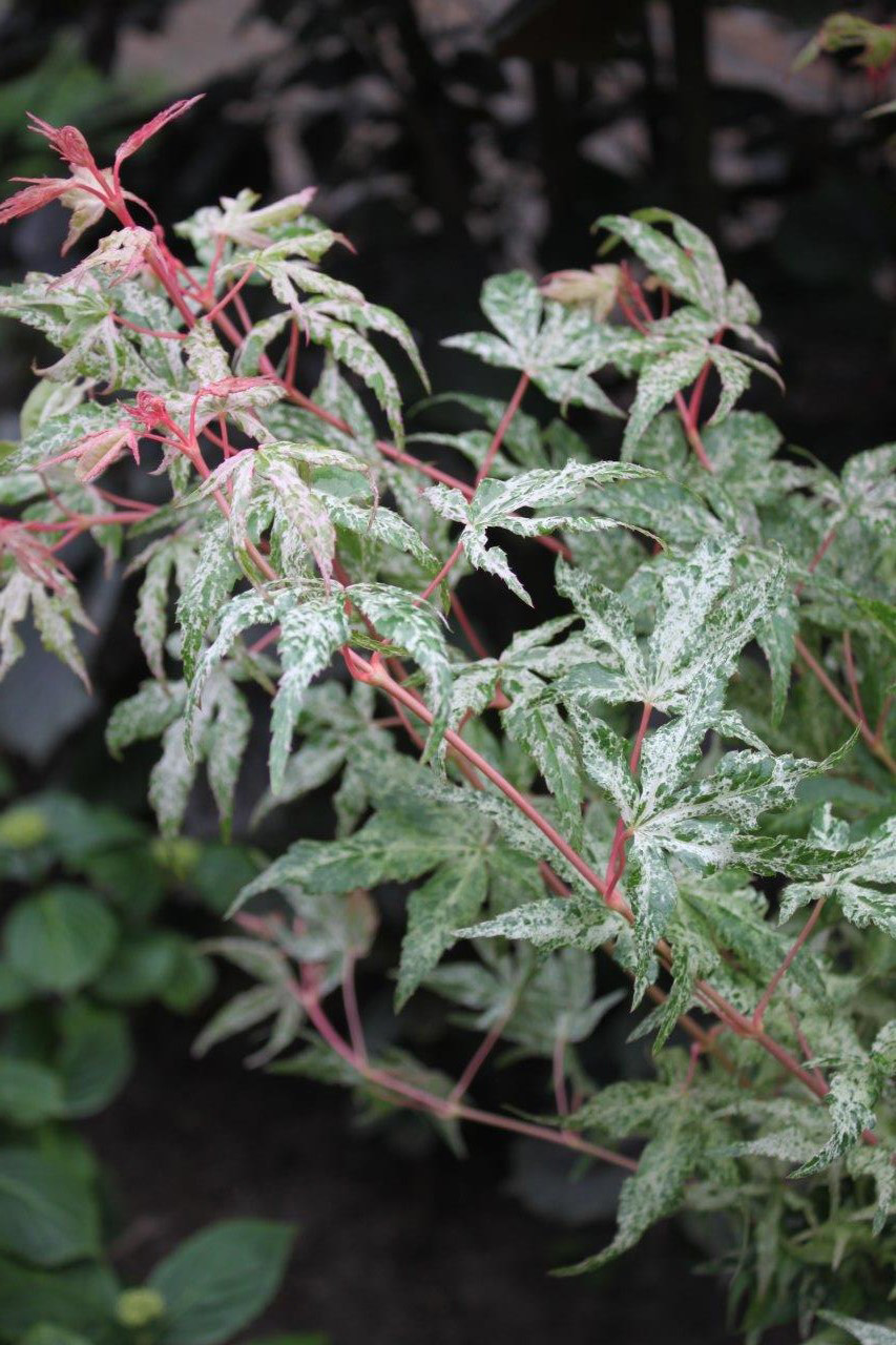 Acer palmatum 'Ukigumo' | Parkers Wholesale