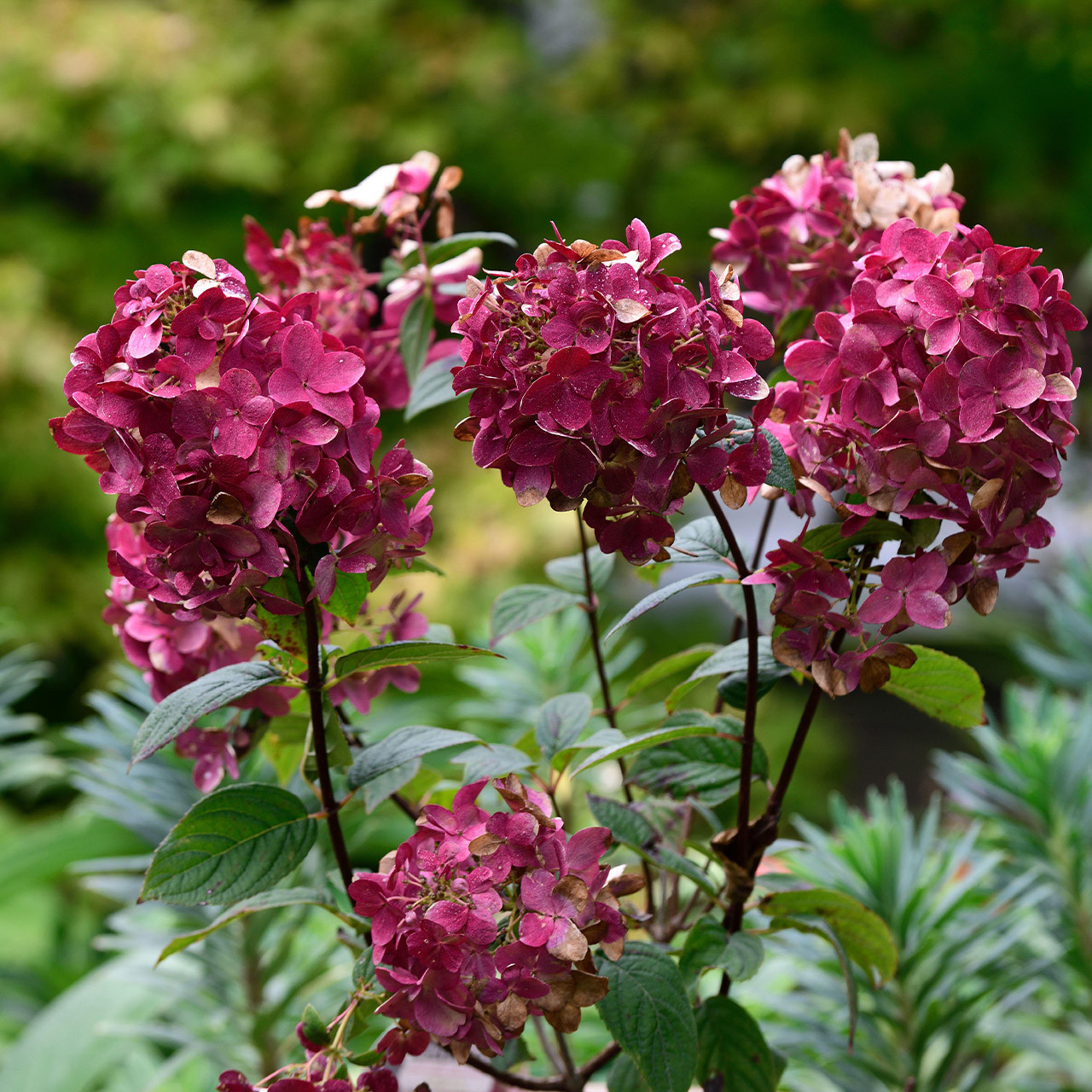 Hydrangea pan. Wims Red | J Parker Dutch Bulbs