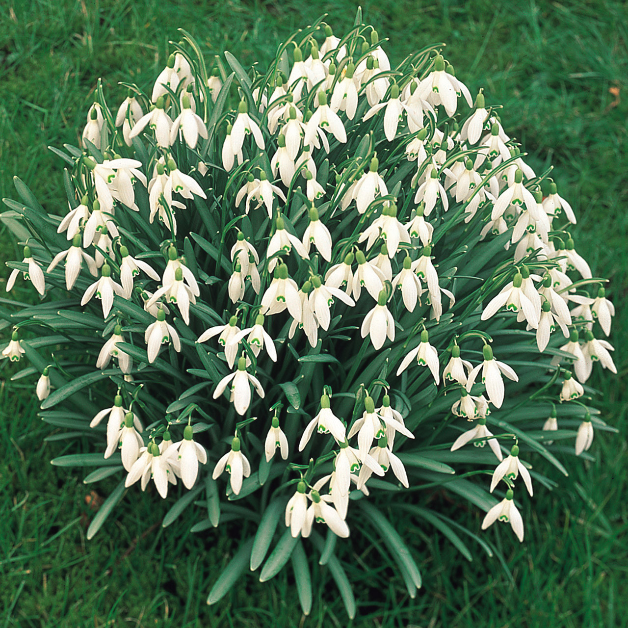 Single Snowdrops | Parkers Wholesale