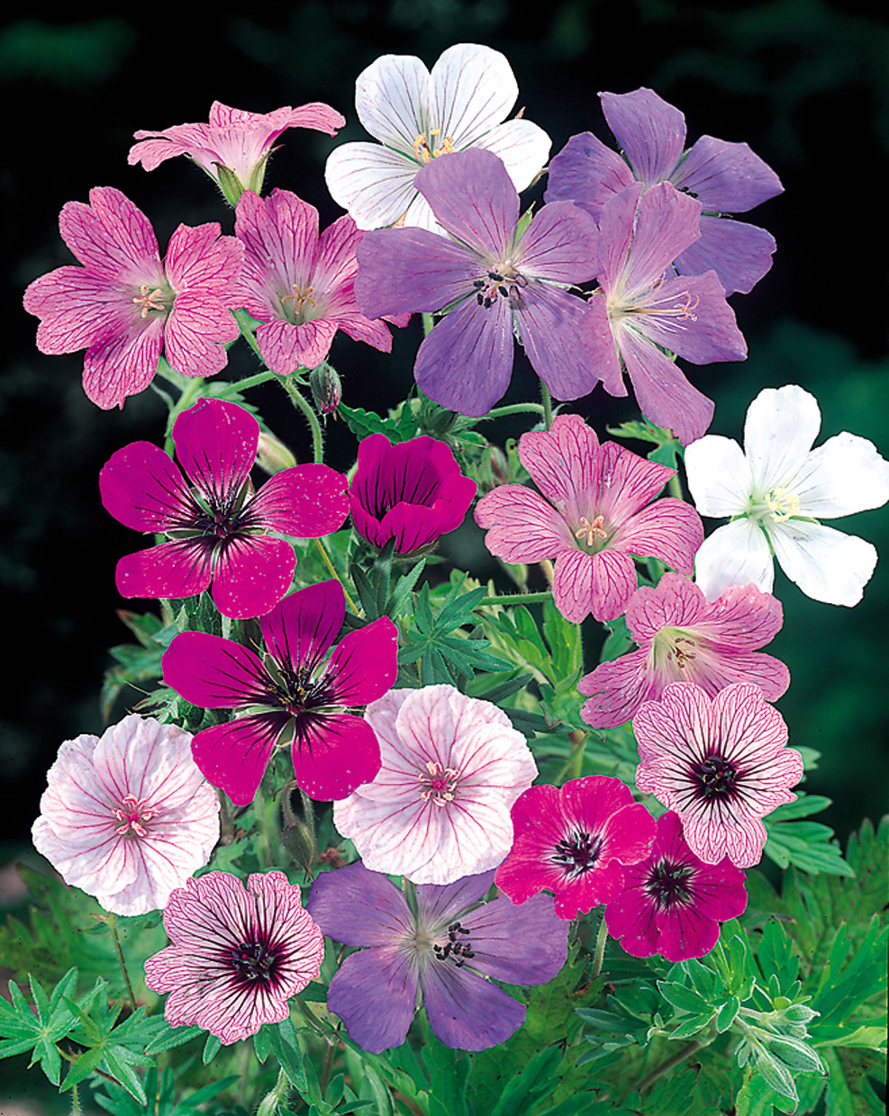 Hardy Geraniums Mixed | Parkers Wholesale
