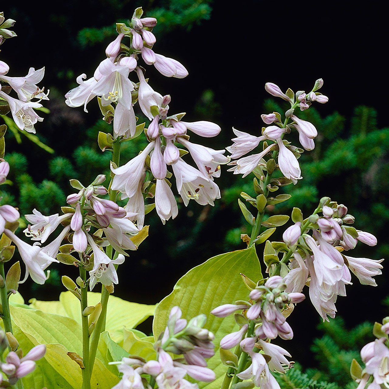 Hosta August Moon | Parkers Wholesale
