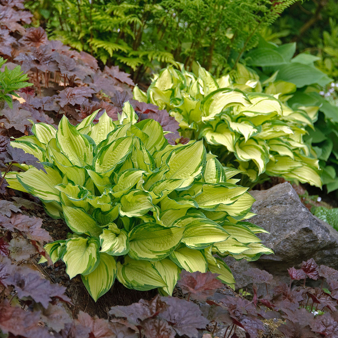 Hosta Gold Standard | Parkers Wholesale