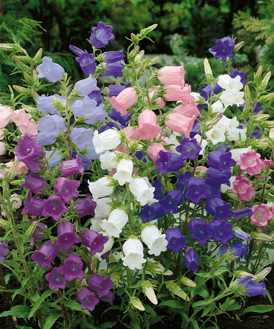 Campanula Single Mixed | Parkers Wholesale