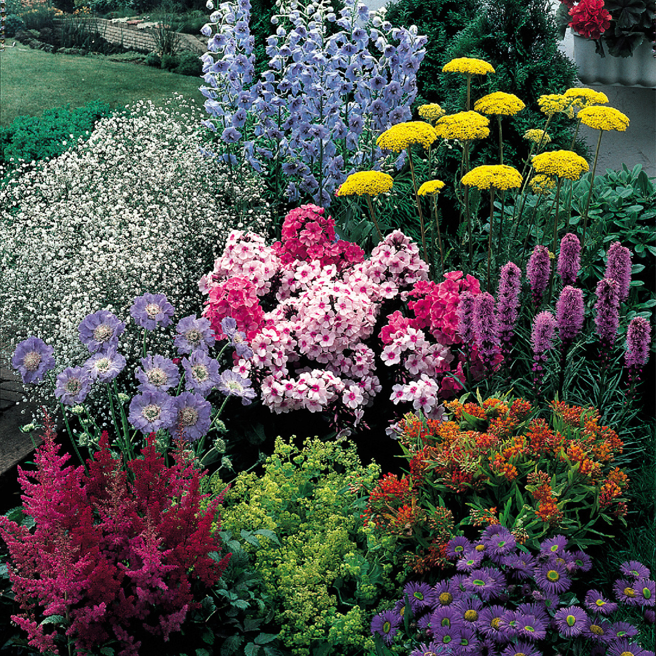 Buy premium-quality Achillea 'Cloth of Gold' - Yellow from Dutch Bulbs