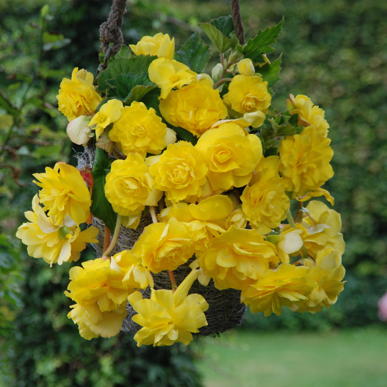 Begonia Giant Cascading Yellow | Parkers Wholesale