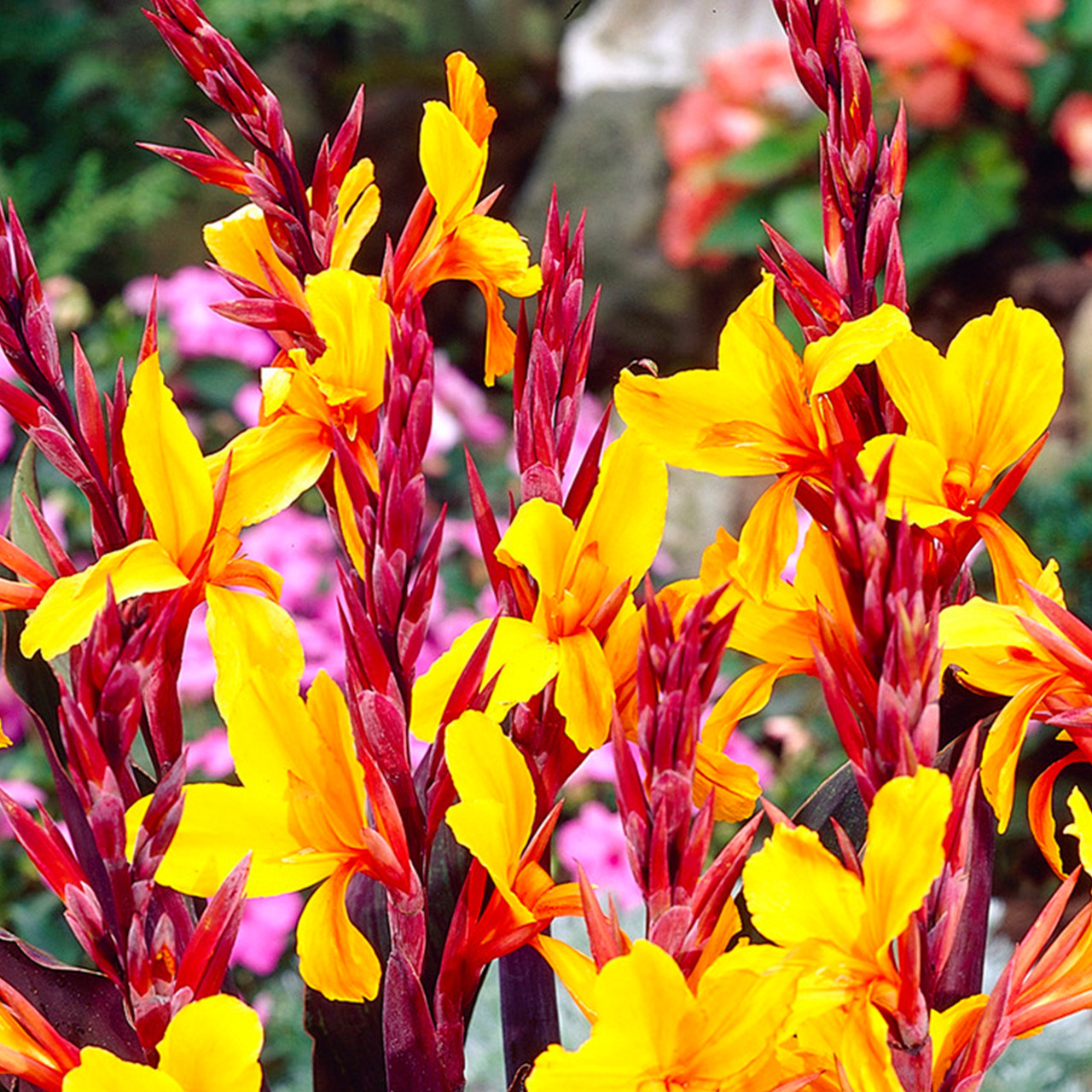 Canna Semaphore | Parkers Wholesale