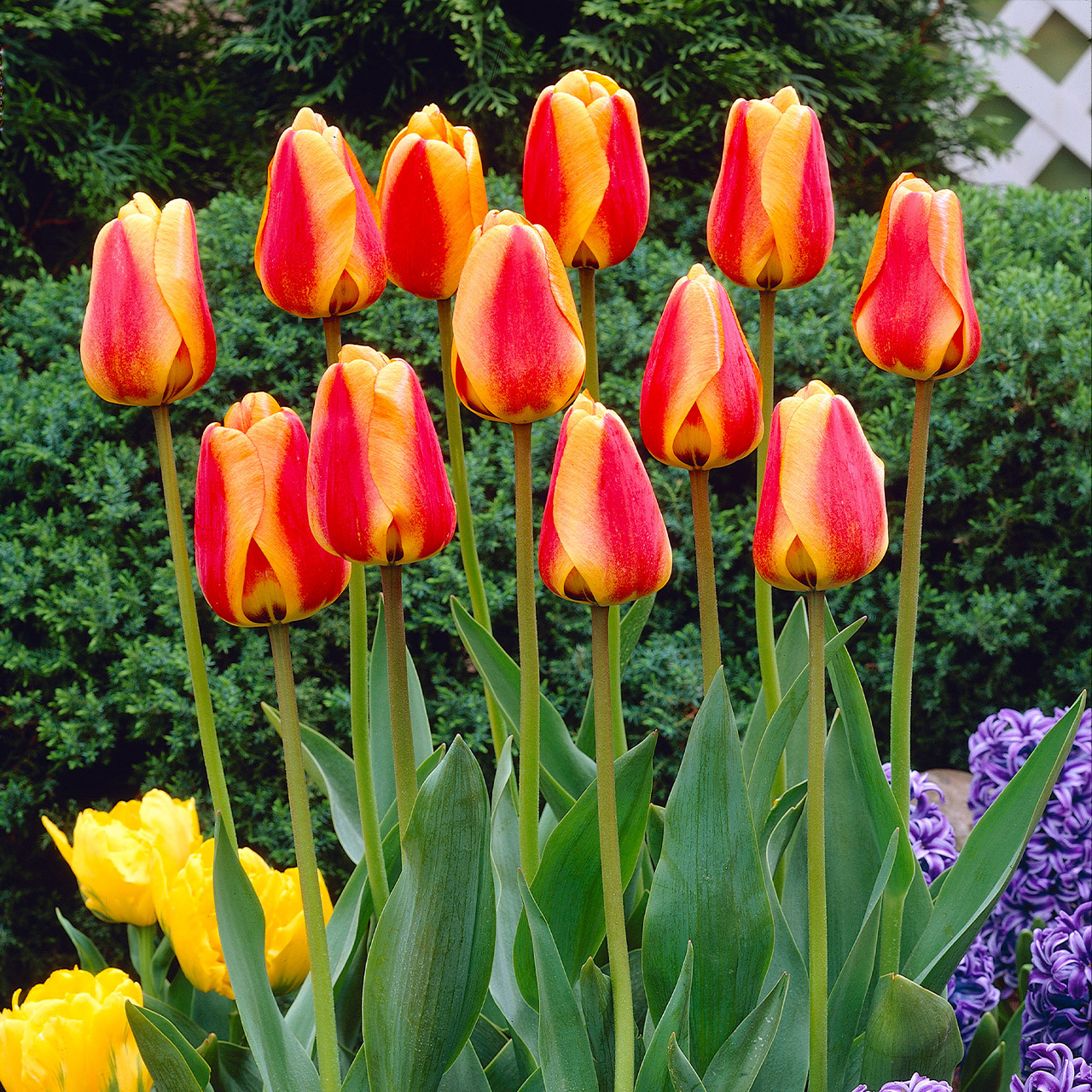 Buy premium quality Tulip Apeldoorn's Elite 10/12cm from Dutch Bulbs