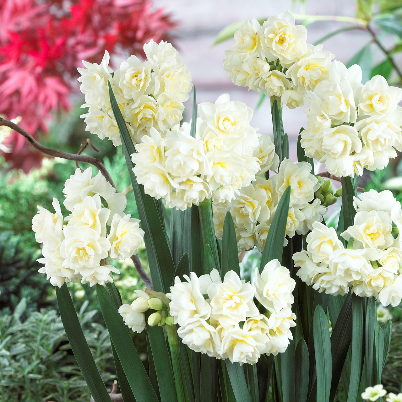 Buy premium-quality Narcissus Earlicheer from Dutch Bulbs