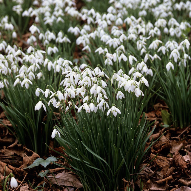 Single Snowdrops In the Green | Parkers Wholesale
