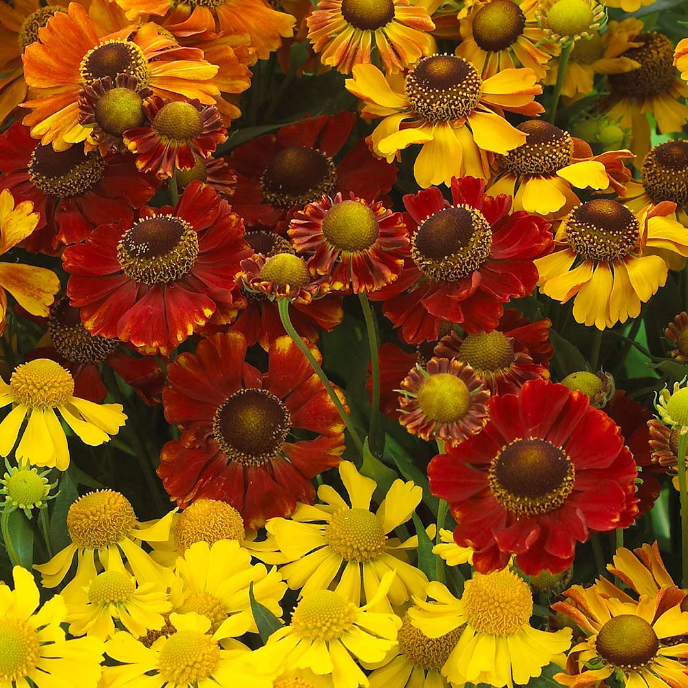 Helenium Red | Parkers Wholesale
