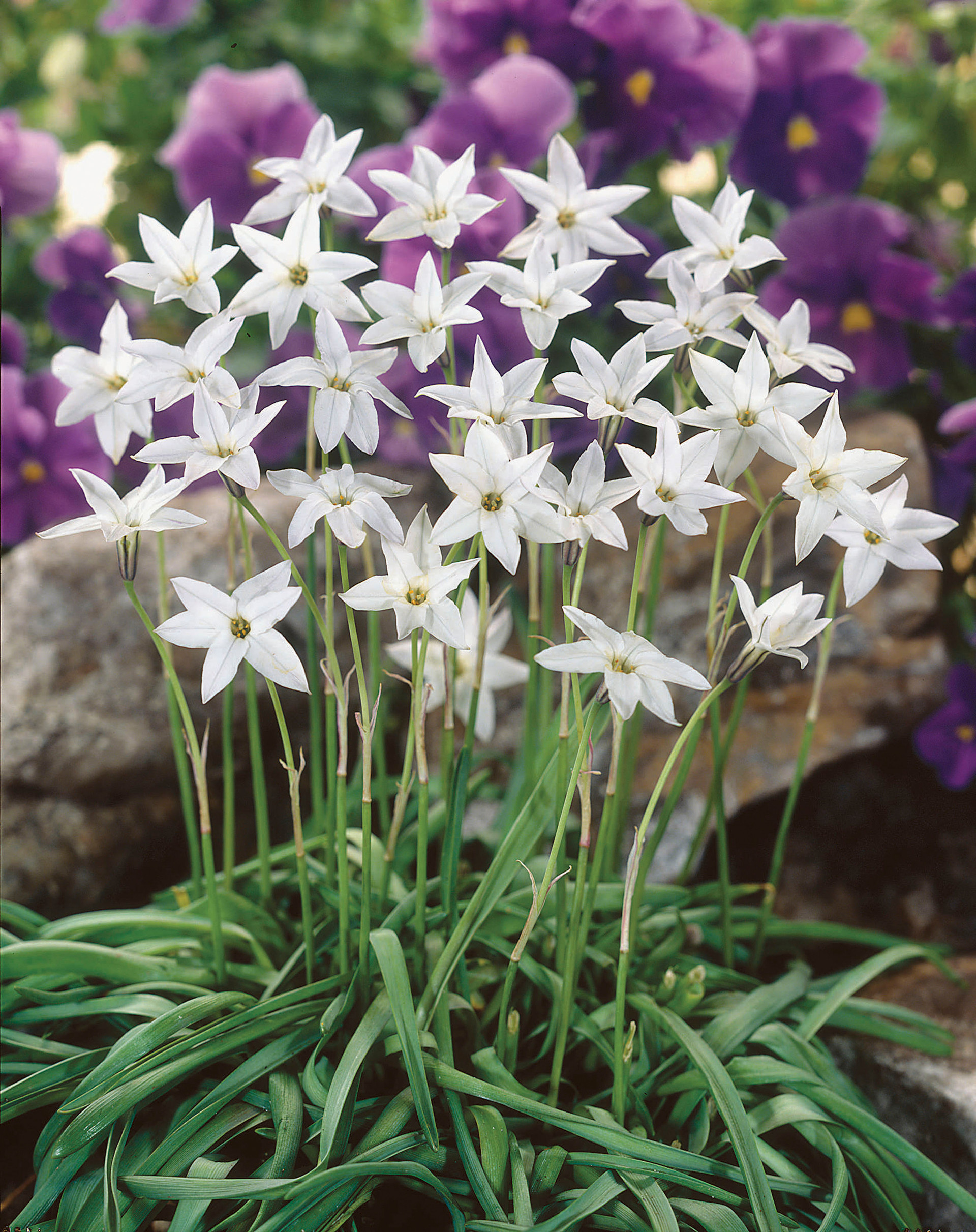 Ipheion White Star | Parkers Wholesale