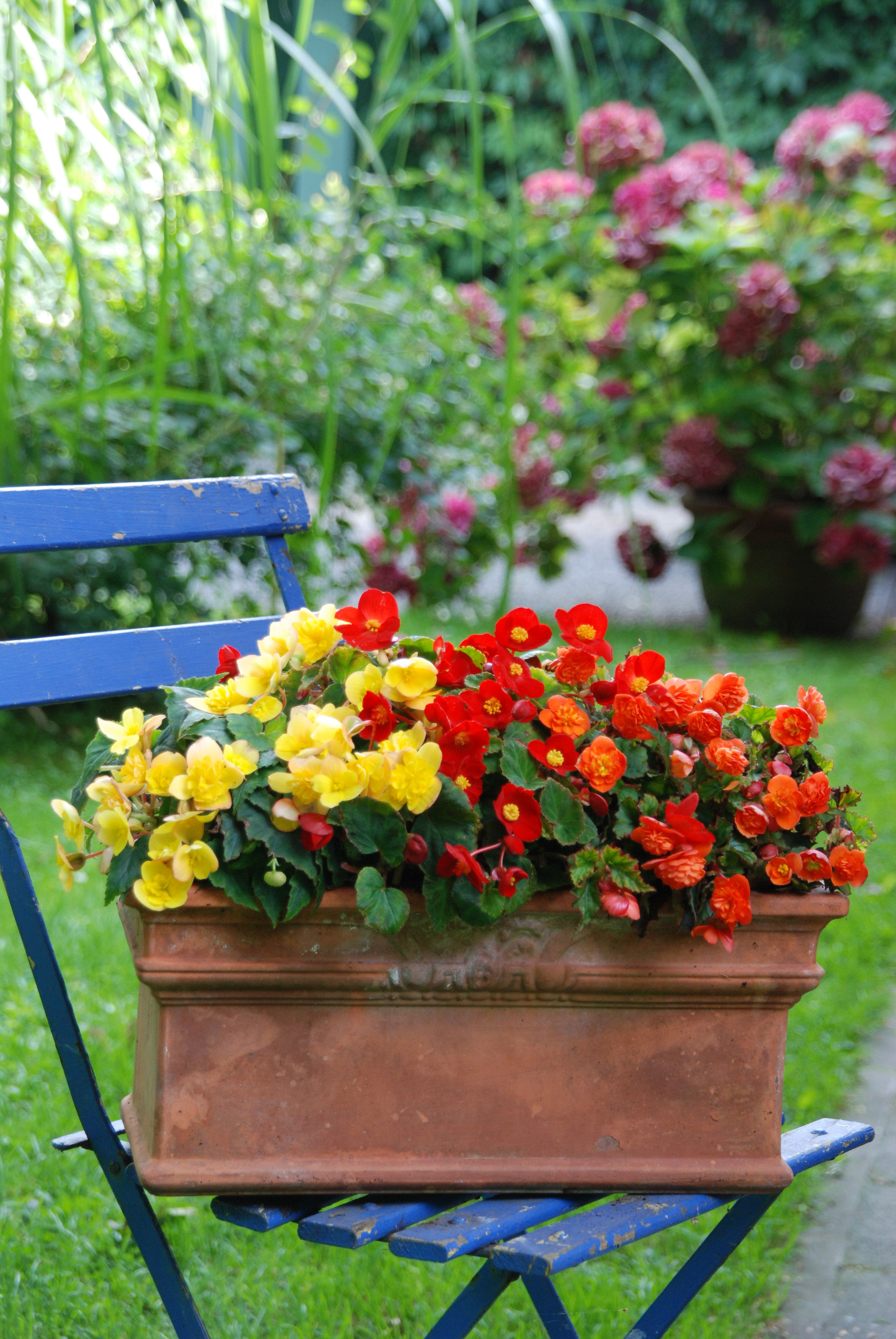 Begonia Multiflora Helene Harms | Parkers Wholesale