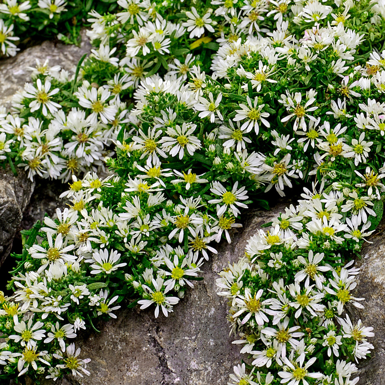 Aster ericoides Snow Flurry | Parkers Wholesale