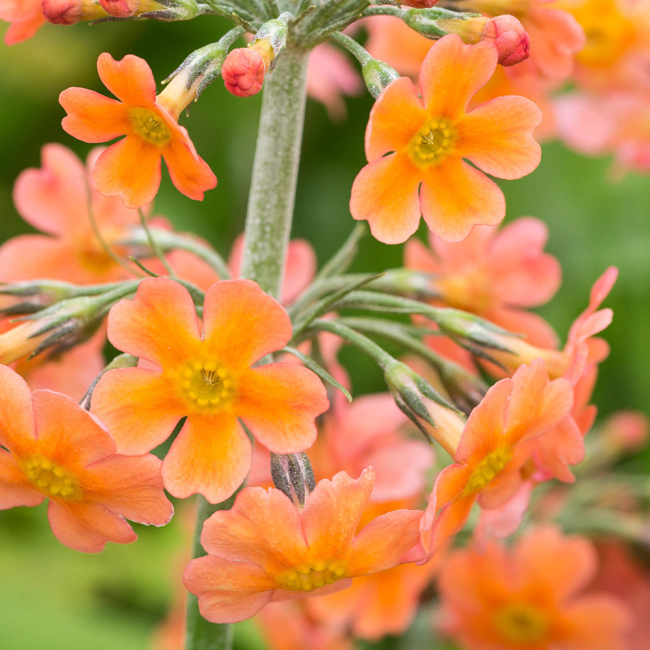 Primula Candelabra Bulleyana Orange | Parkers Wholesale
