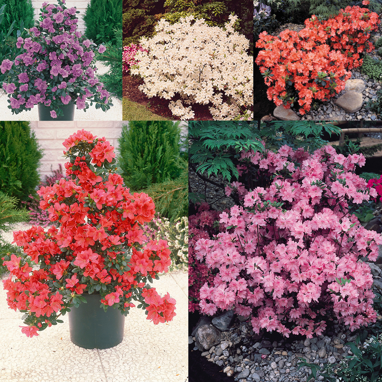 Buy Azalea Diamond Japonica Mixed | Dutch Bulbs