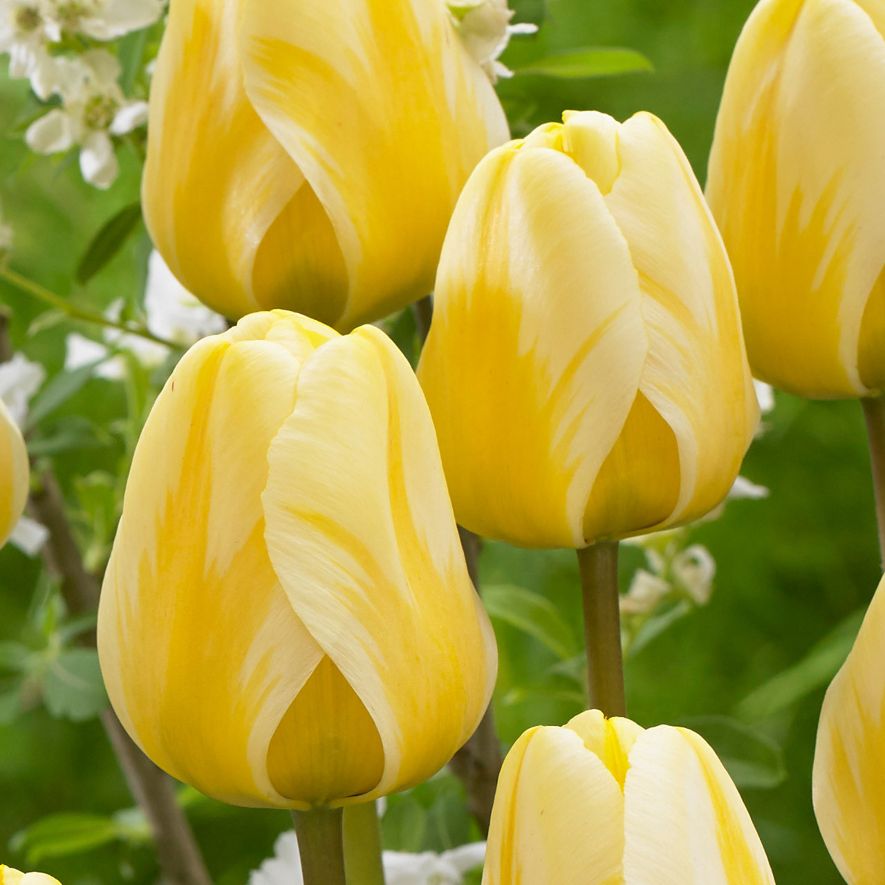 Buy premium quality Tulip Cream Cocktail 10/12cm from Dutch Bulbs