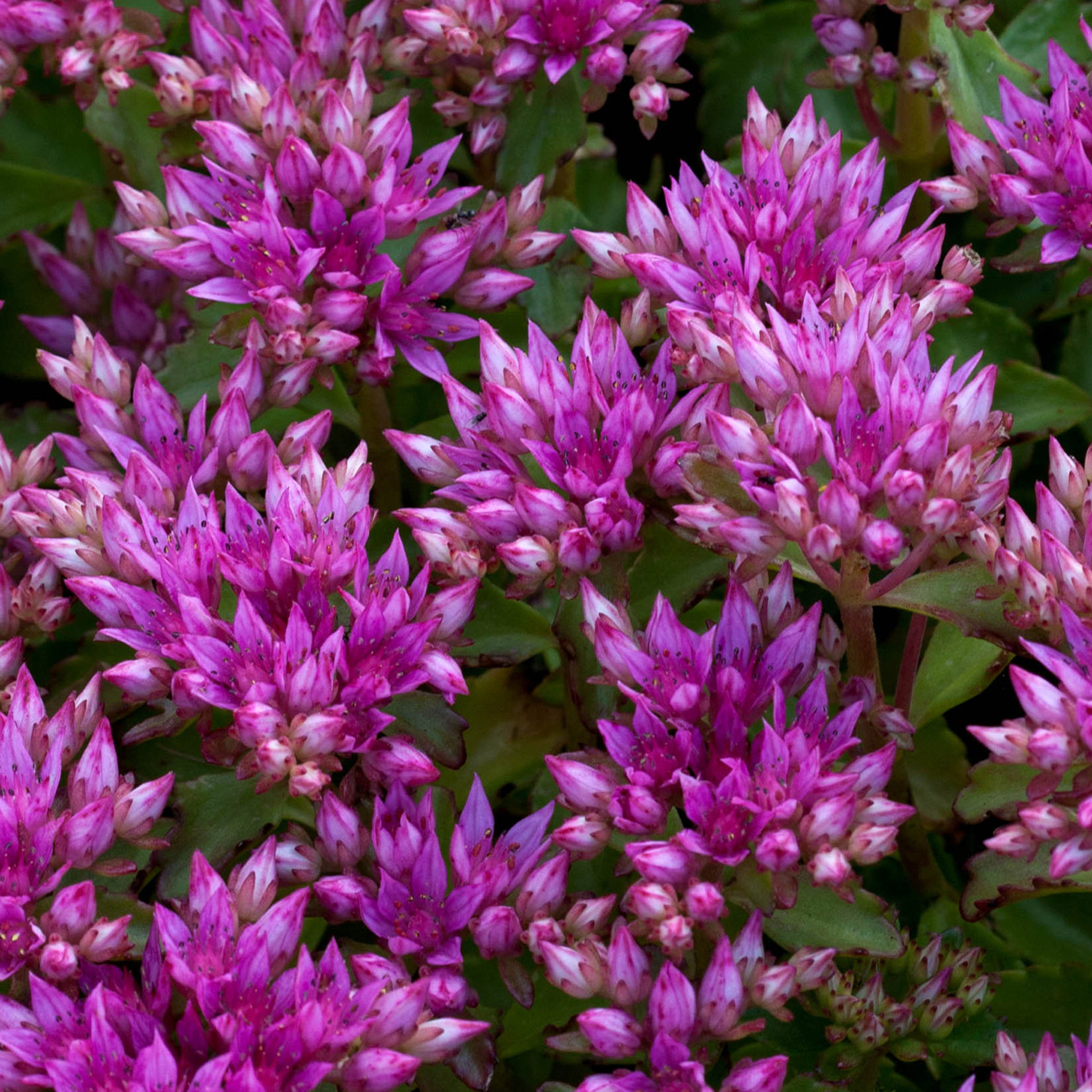 Sedum Spureum Summer Glory Parkers Wholesale