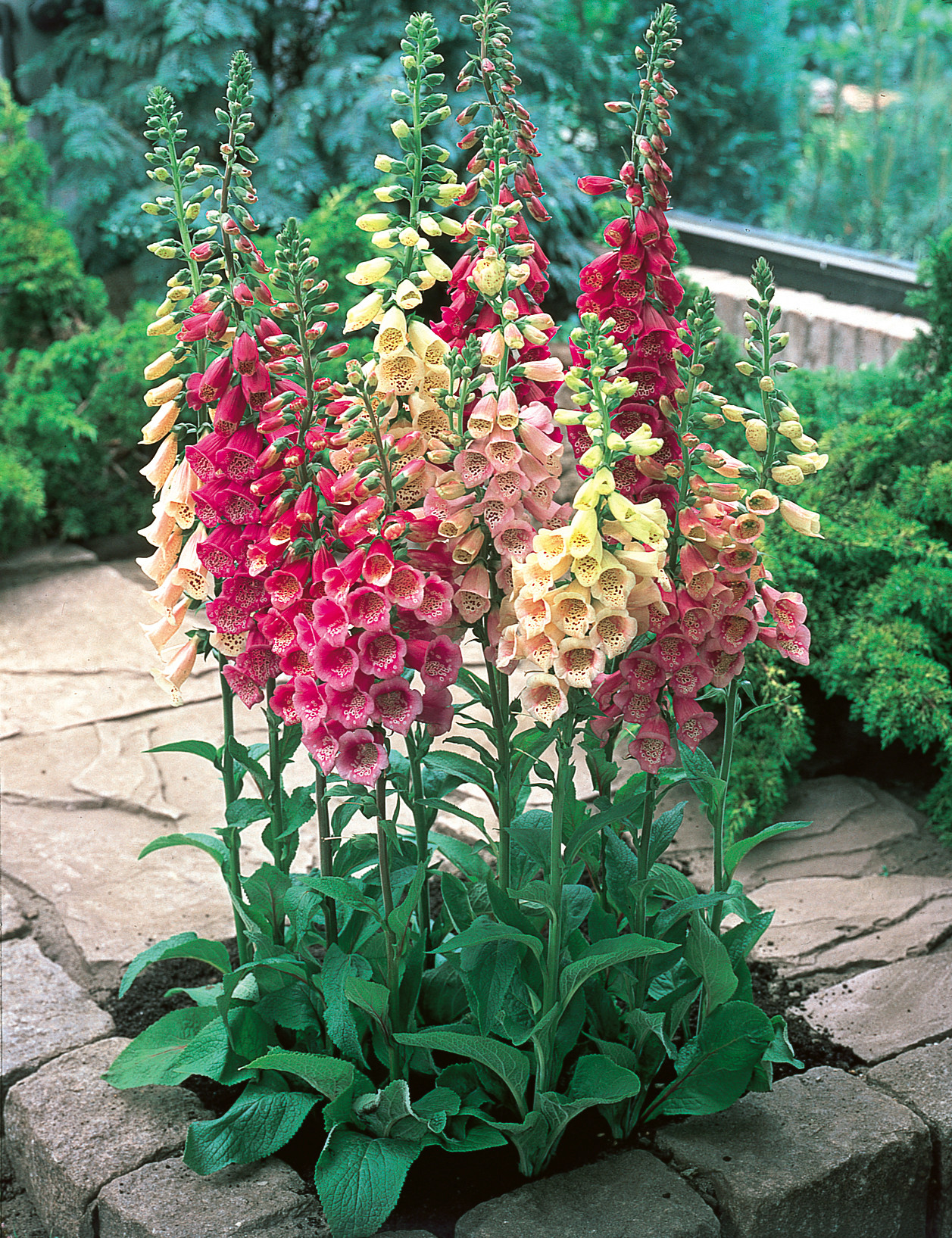 Digitalis Mixed | Parkers Wholesale
