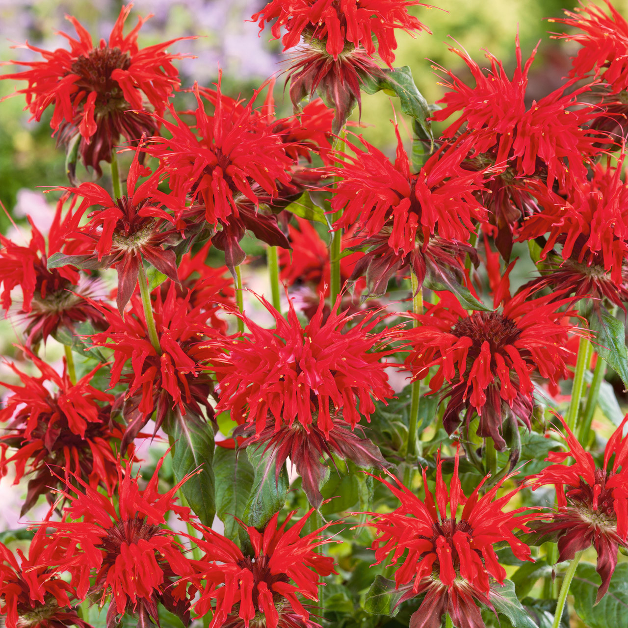 Monarda Cambridge Scarlet | Parkers Wholesale