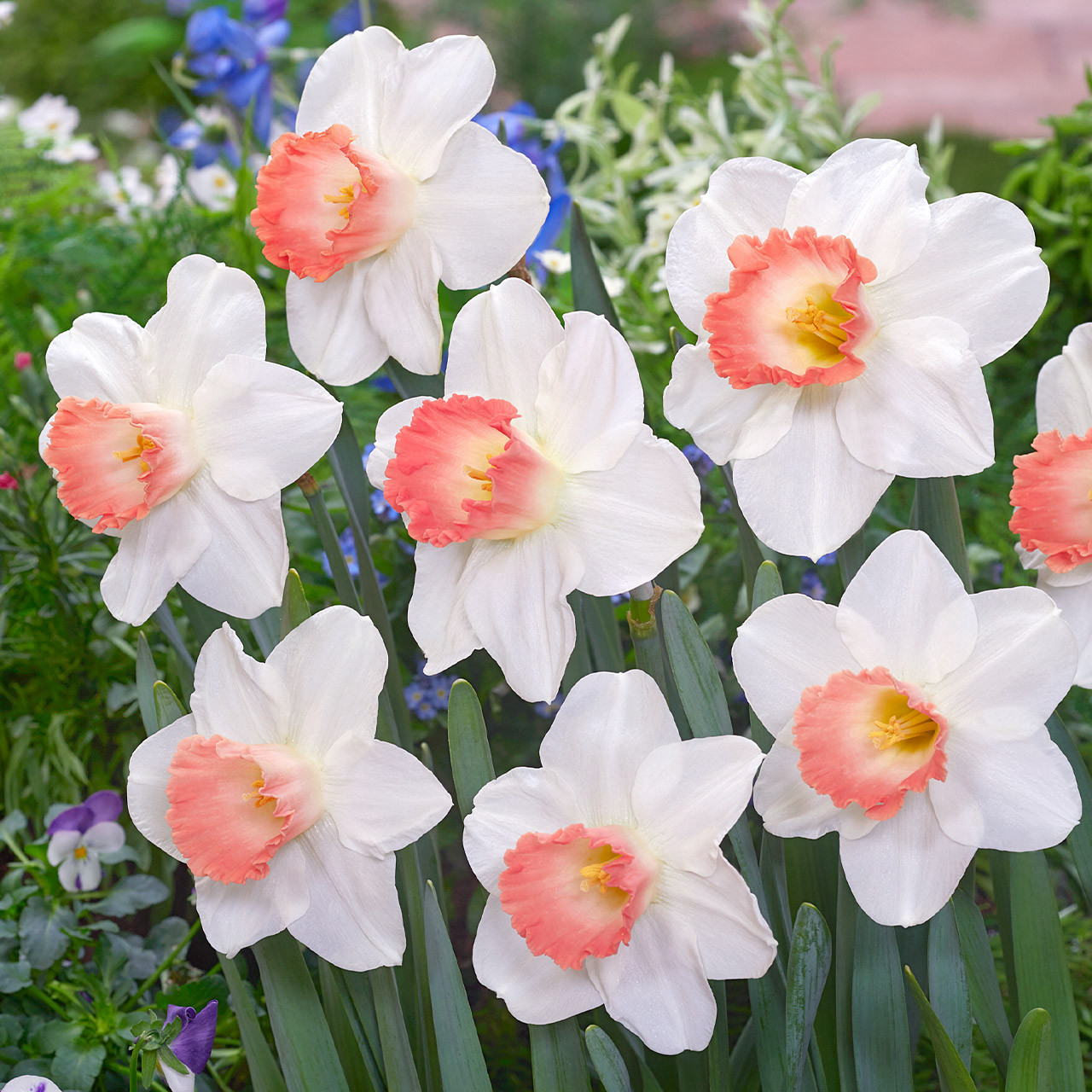 Narcissi Pink Charm | Parkers Wholesale